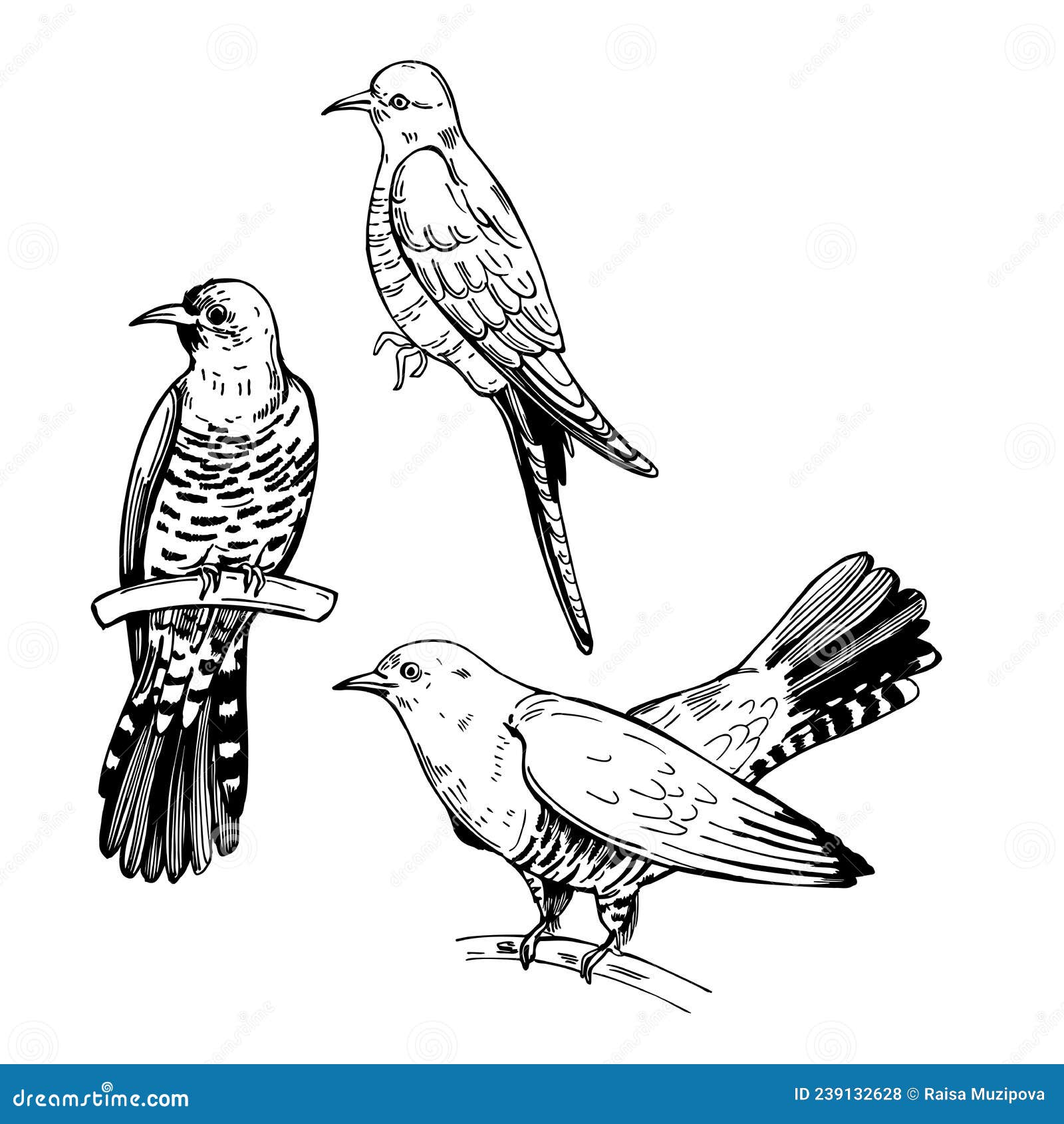 Cuckoo. Sketch Illustration Stock Vector - Illustration of europe, bird ...