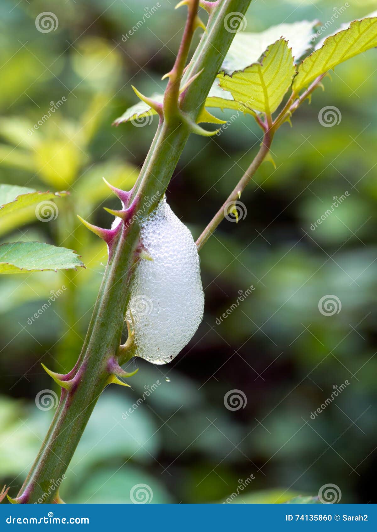 Cuckoo Spit on Blackberry Plant, Drop Falling. Stock Photo - Image of ...