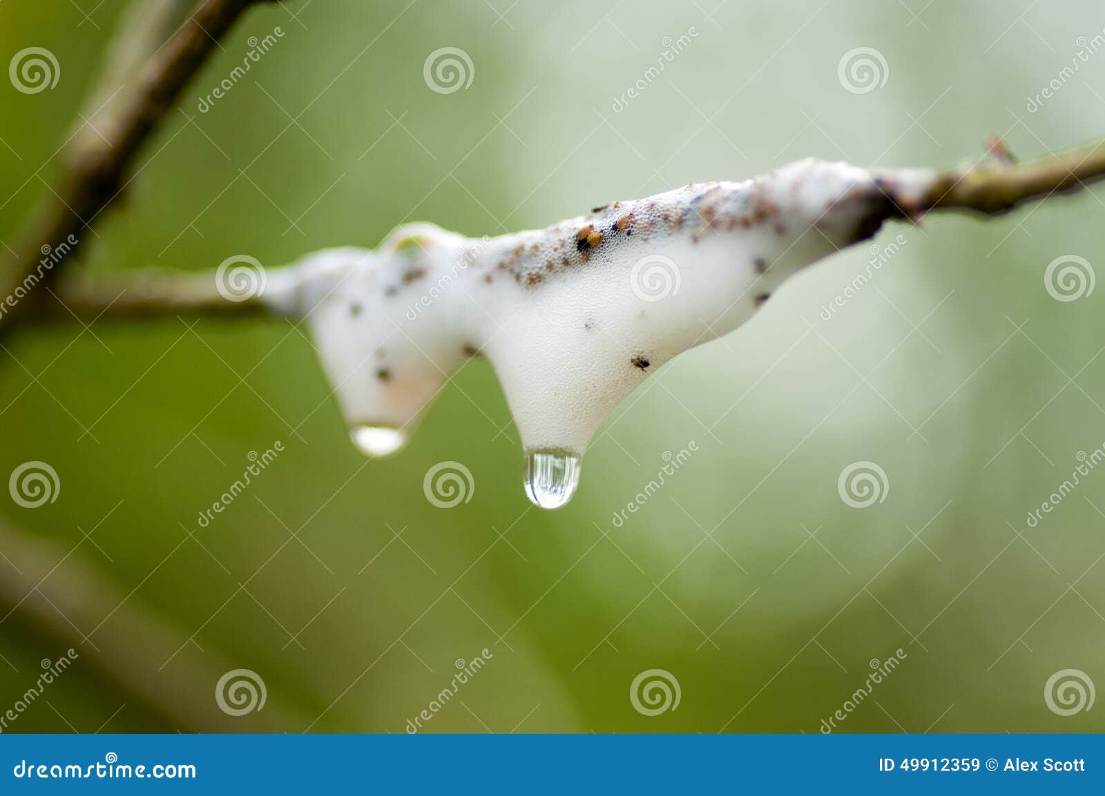 Cuckoo Spit Of A Tree Royalty-Free Stock Photo | CartoonDealer.com ...
