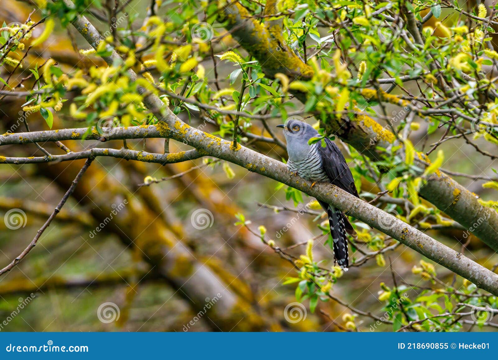 Cuckoo in a tree stock image. Image of cuckoo, beak - 218690855