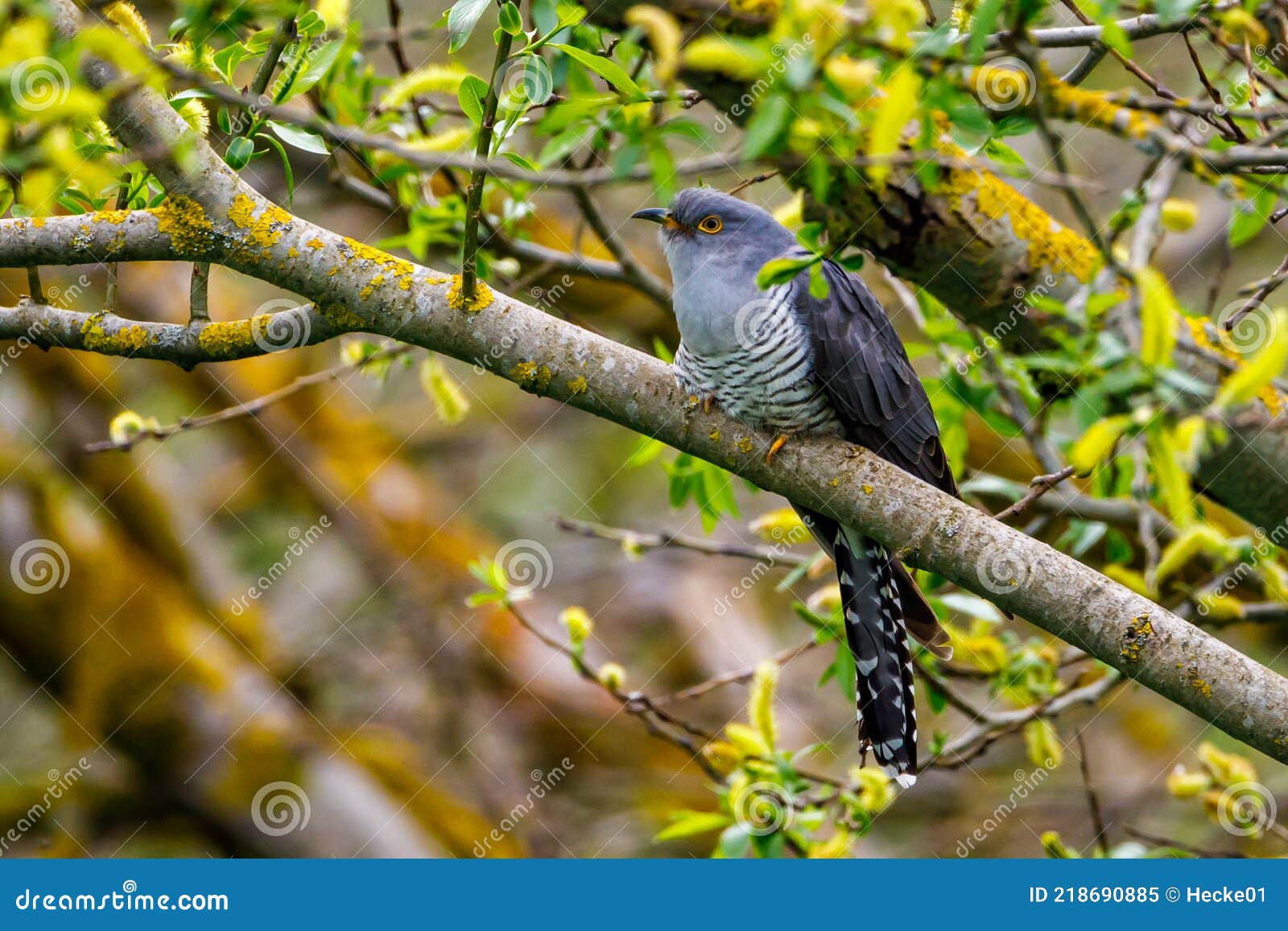 Cuckoo in a tree stock image. Image of nature, birdwatching - 218690885