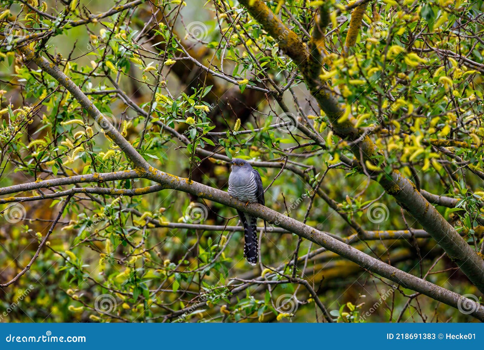 Cuckoo in a tree stock image. Image of avian, wild, birds - 218691383