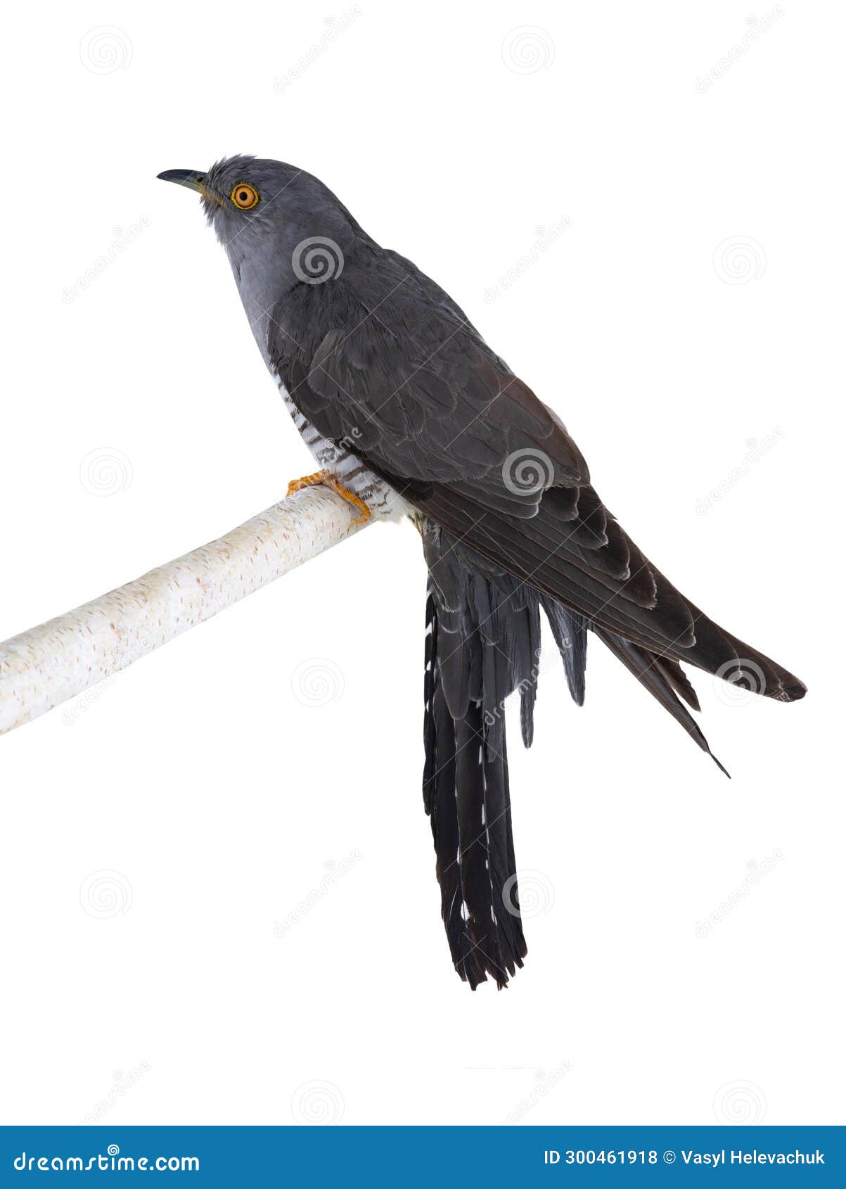 Cuckoo on a Tree Branch Isolated on White Background Stock Photo ...
