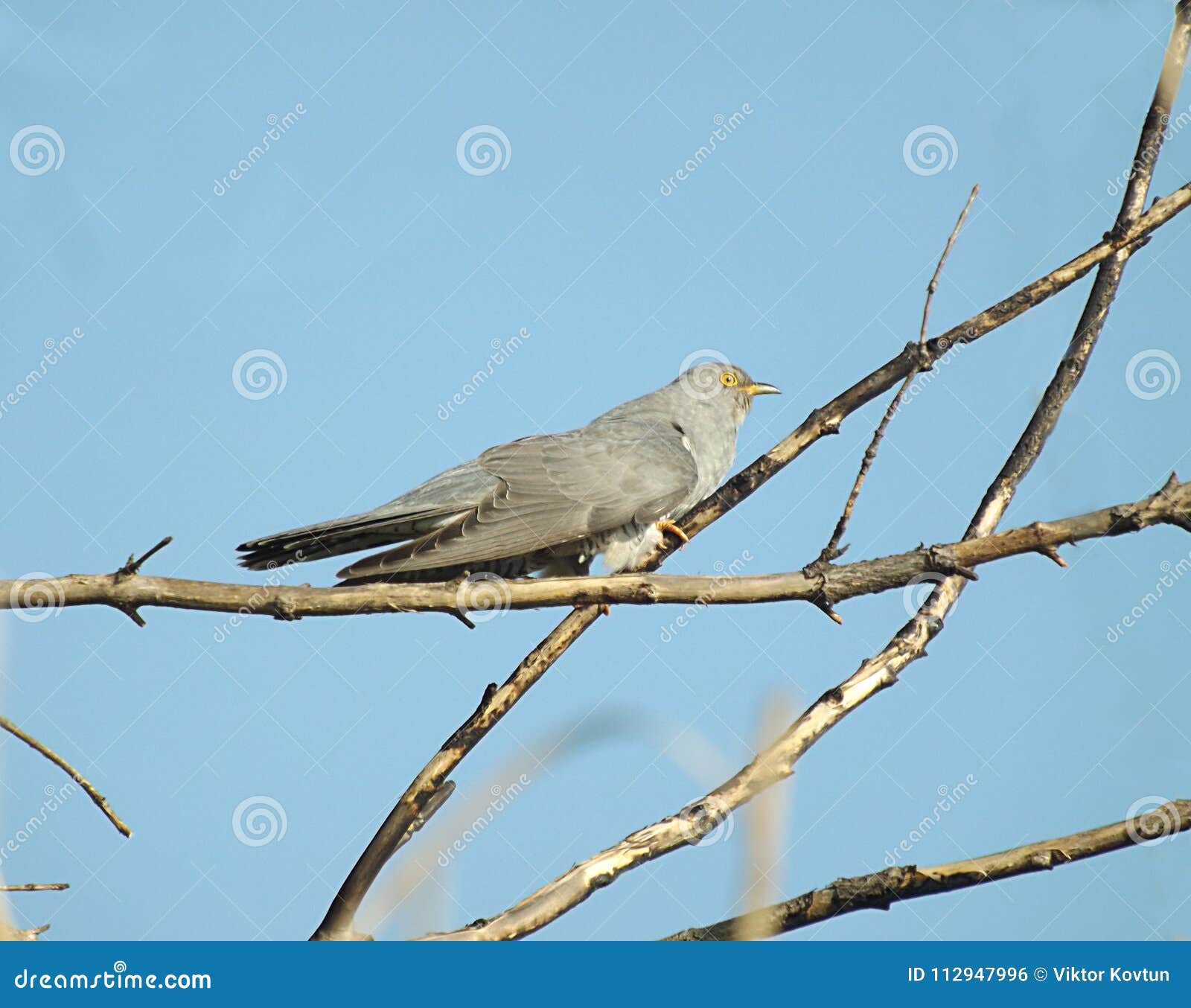 Cuckoo in the tree stock photo. Image of common, closeup - 112947996