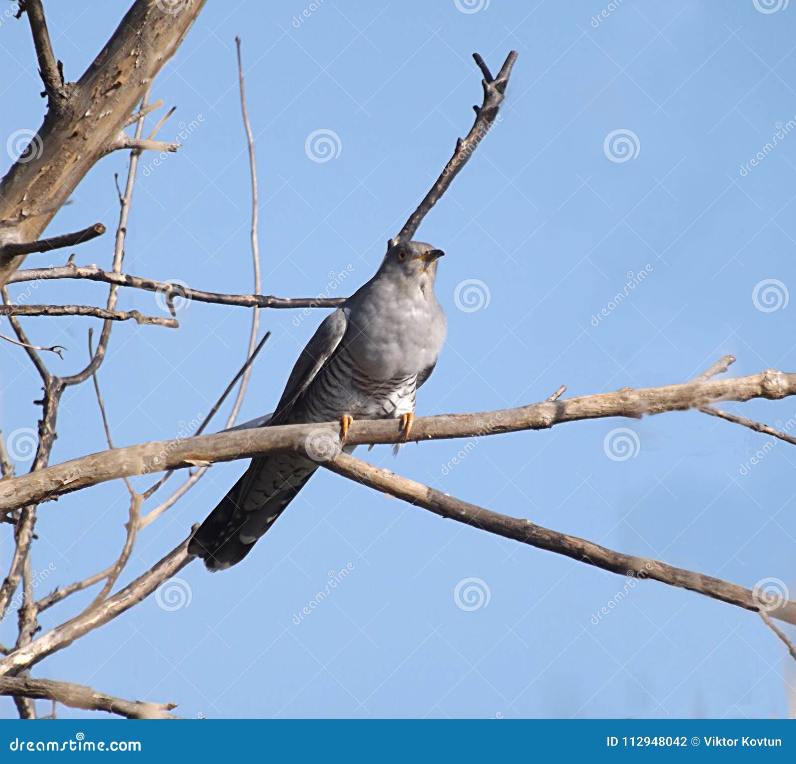 Cuckoo in the tree stock photo. Image of eurasian, cuculus - 112948042