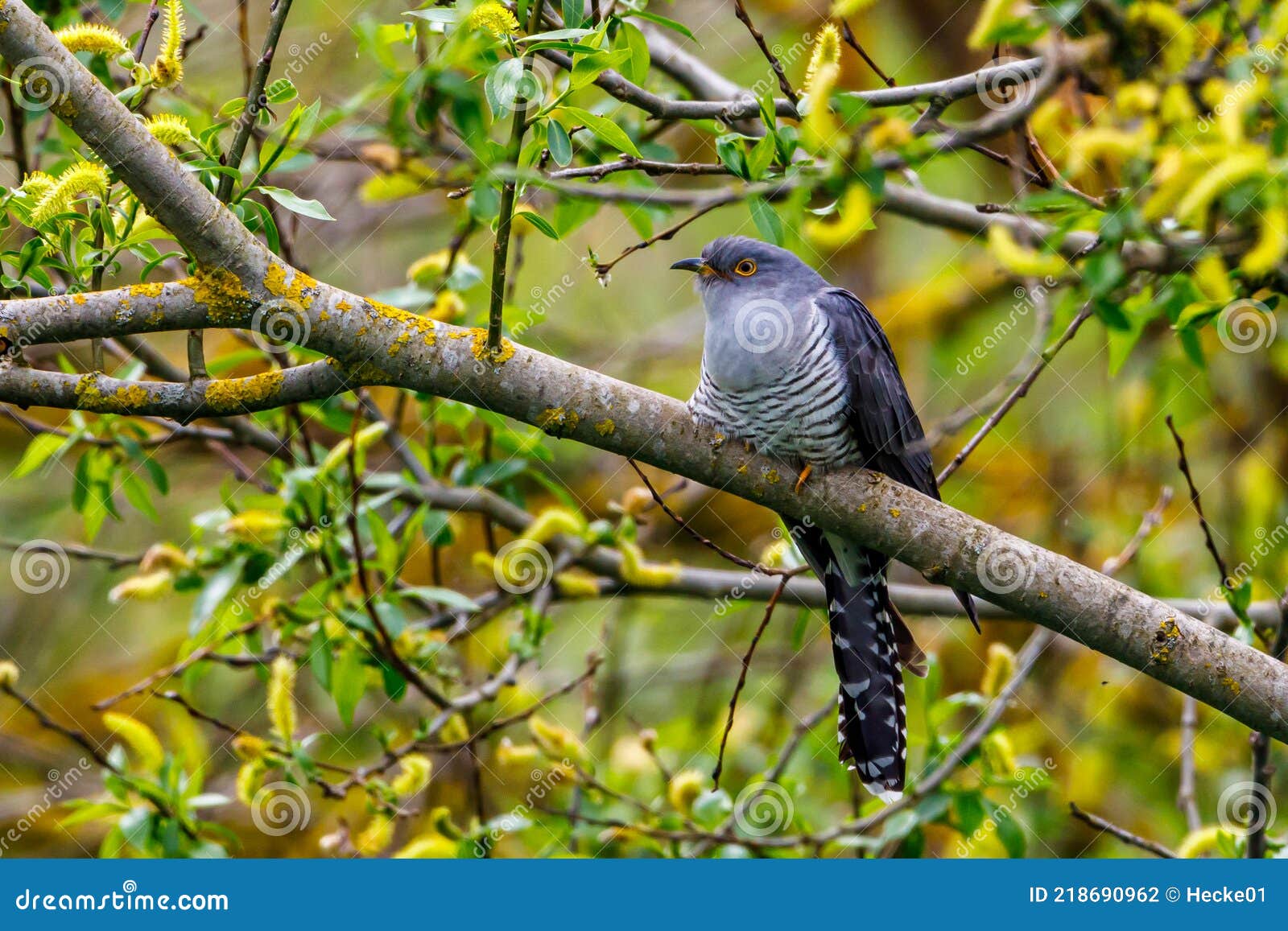 Cuckoo in a tree stock photo. Image of tree, avian, feathers - 218690962