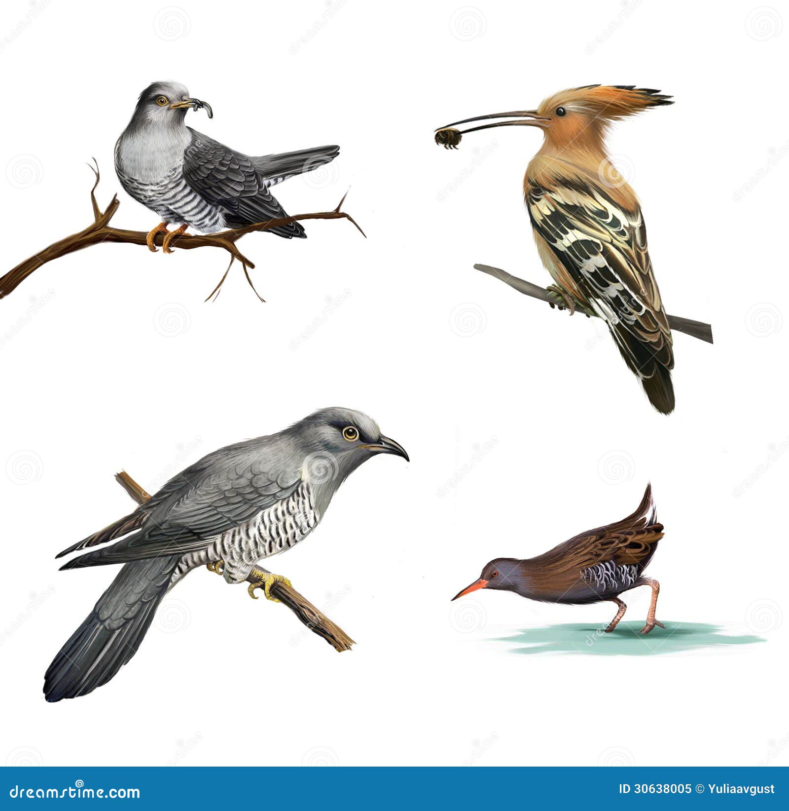 Cuckoo on a Tree, Hoopoe (Upupa Epops) and Water Bird, Isolated on ...
