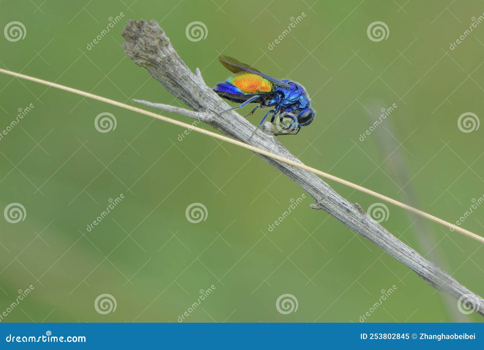 Cuckoo wasp stock image. Image of chrysalidae, insect - 253802845