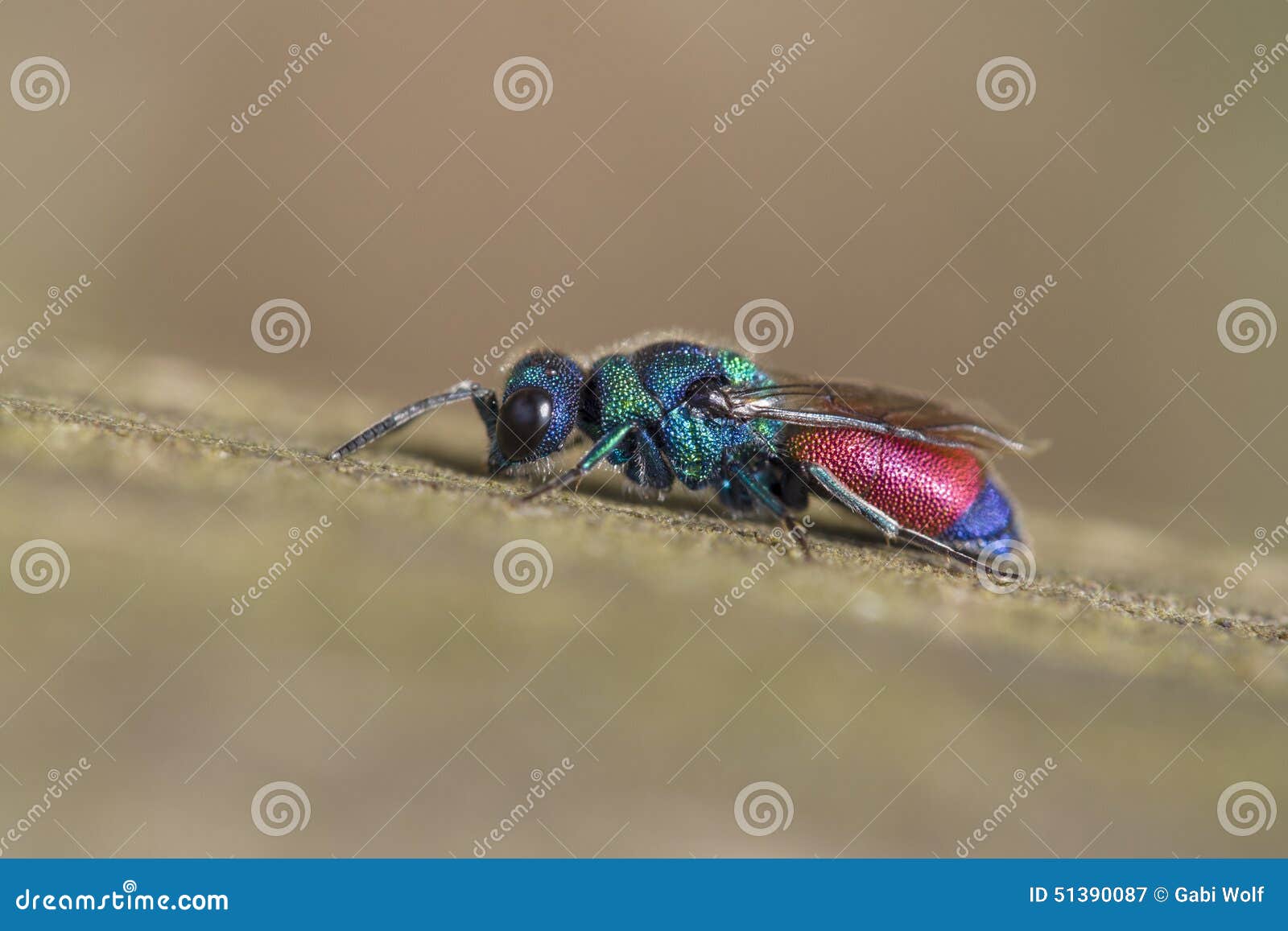 Chrysis Rutilans Stock Photos - Free & Royalty-Free Stock Photos from ...