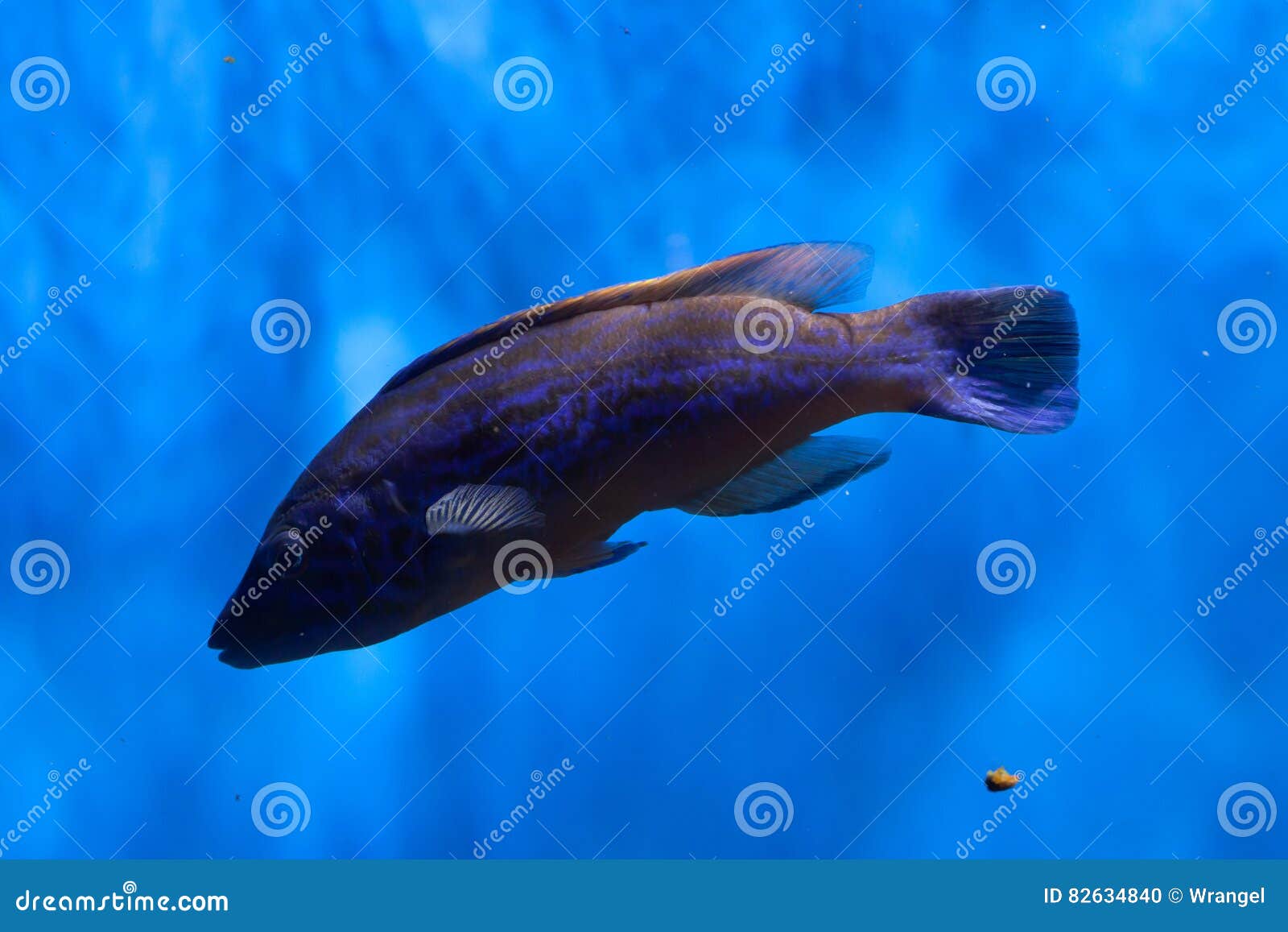 Cuckoo Wrasse Labrus Mixtus. Stock Photo - Image of male, europe: 82634840