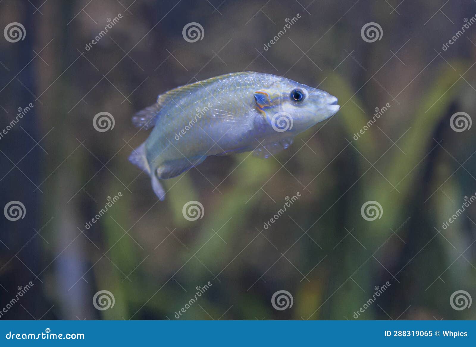 Cuckoo Wrasse or Labrus Mixtus Stock Image - Image of black, shape ...