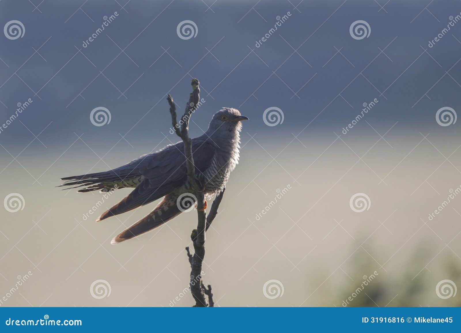Cuco, canorus do Cuculus, foto de stock. Imagem de britânica - 31916816