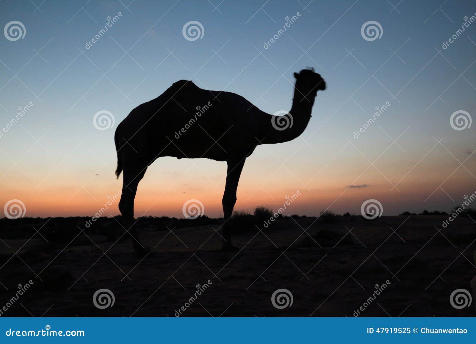 The cucoloris of camel stock image. Image of natural - 47919525