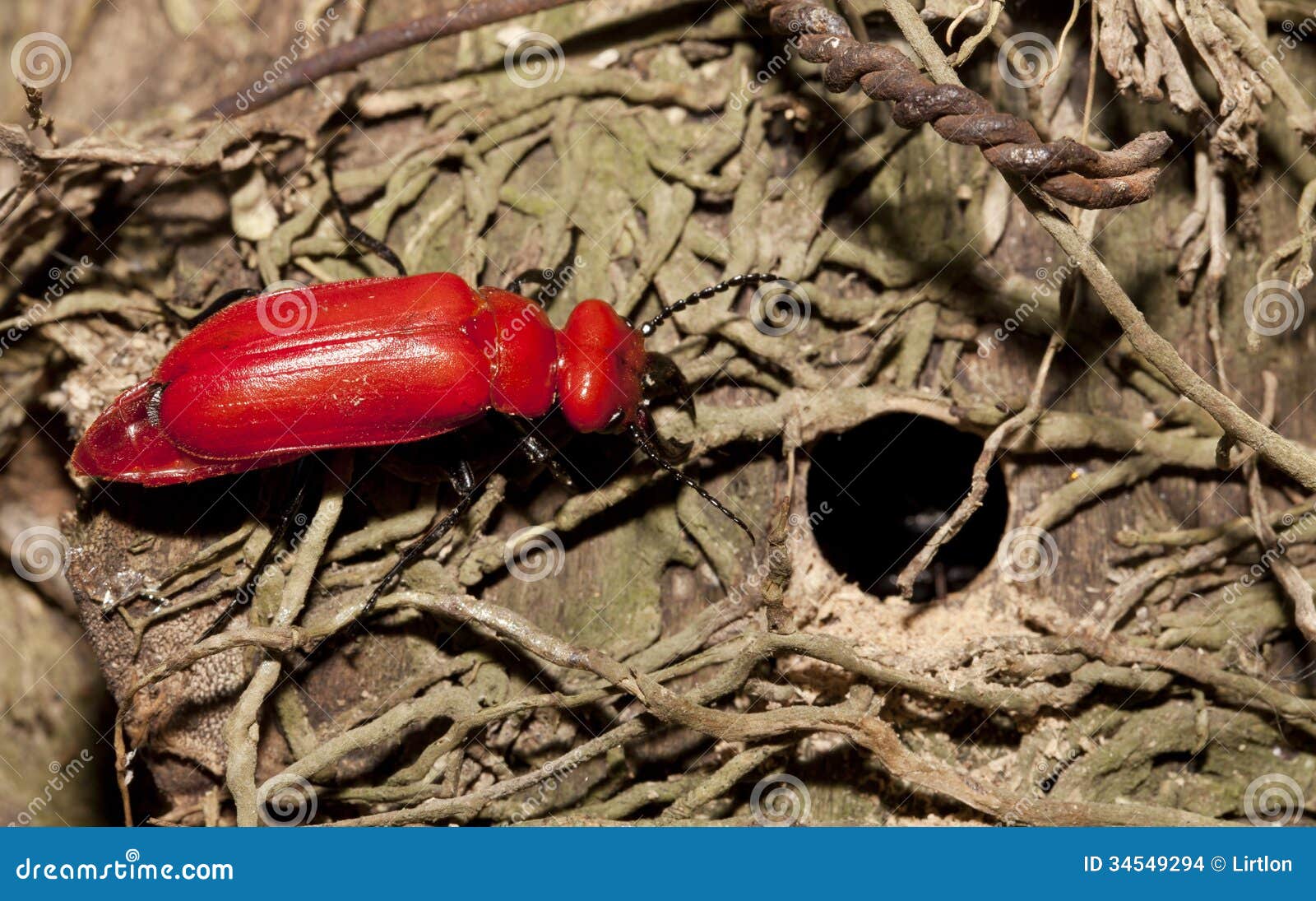 Cucujus haematodes insect stock photo. Image of wooden - 34549294