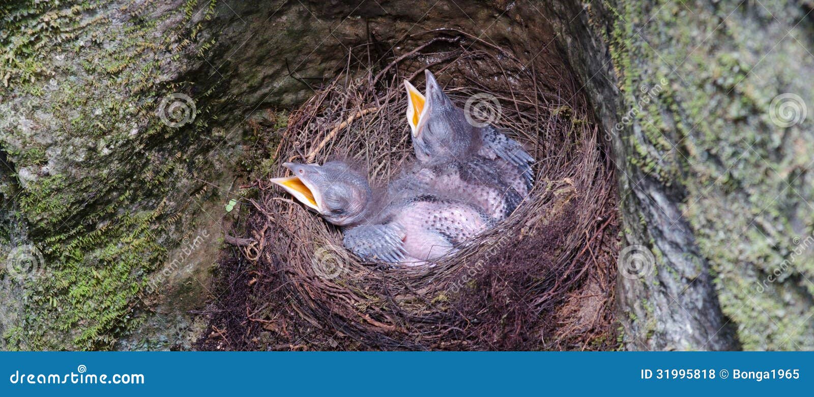 Cuculi in nido. fotografia stock. Immagine di nave, uccello - 31995818