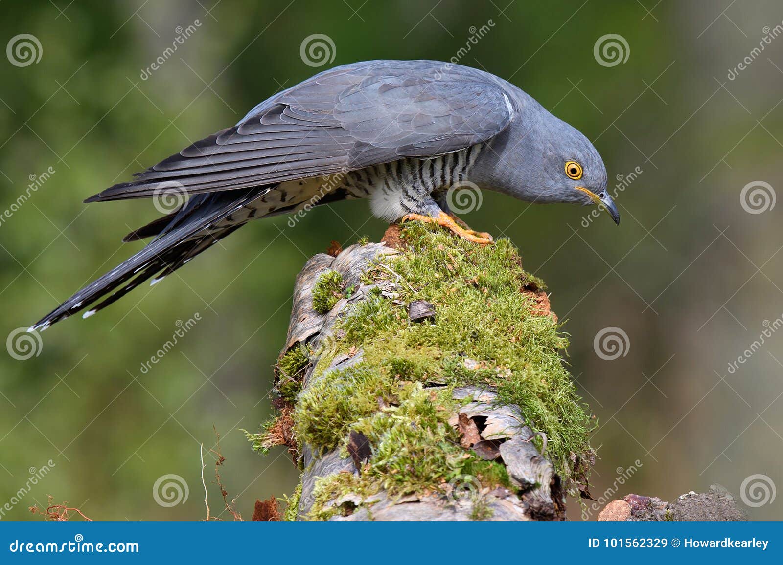 Cuculo, Canorus Del Cuculus, Singolo Uccello Immagine Stock - Immagine ...