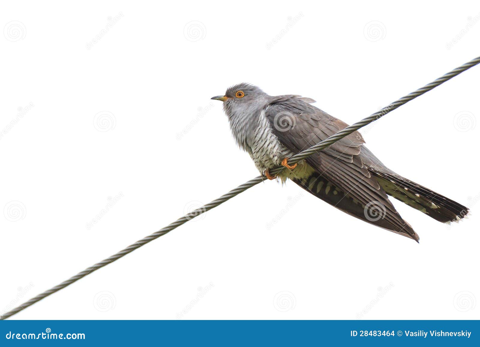 Common Cuckoo Cuculus Canorus Stock Photo | CartoonDealer.com #138231684