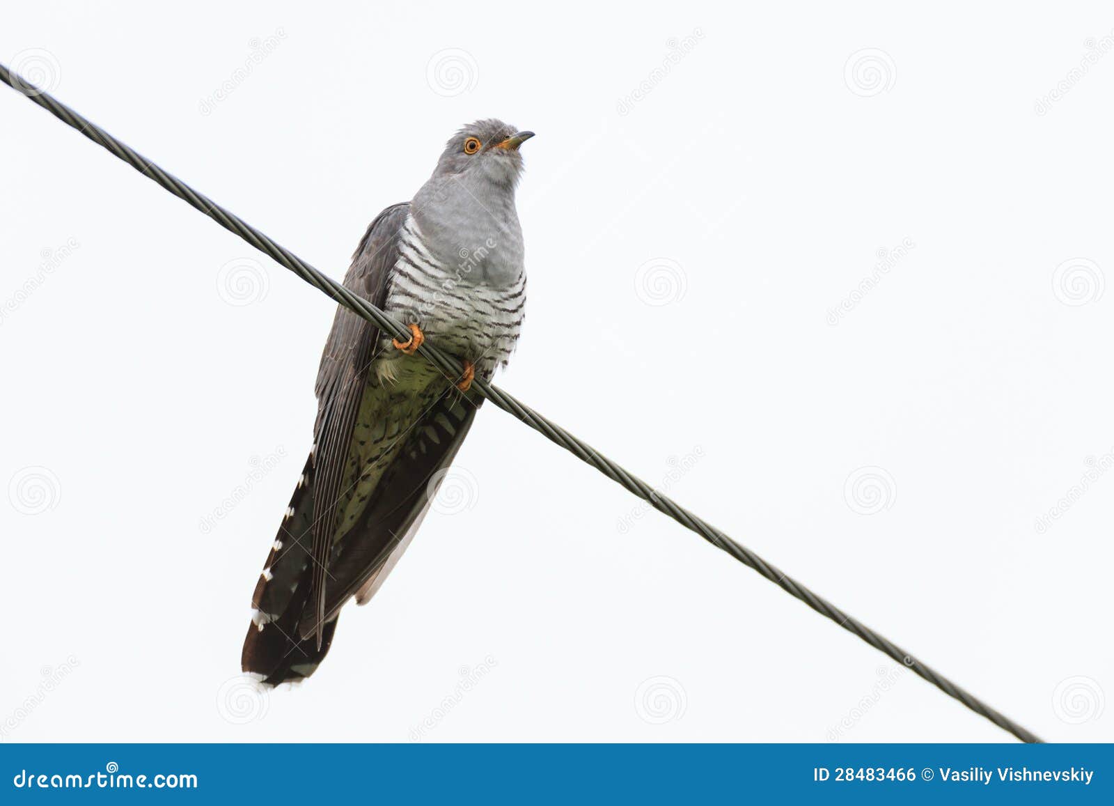 Cuculus Canorus, Common Cuckoo. Stock Photo - Image of cable, nature ...