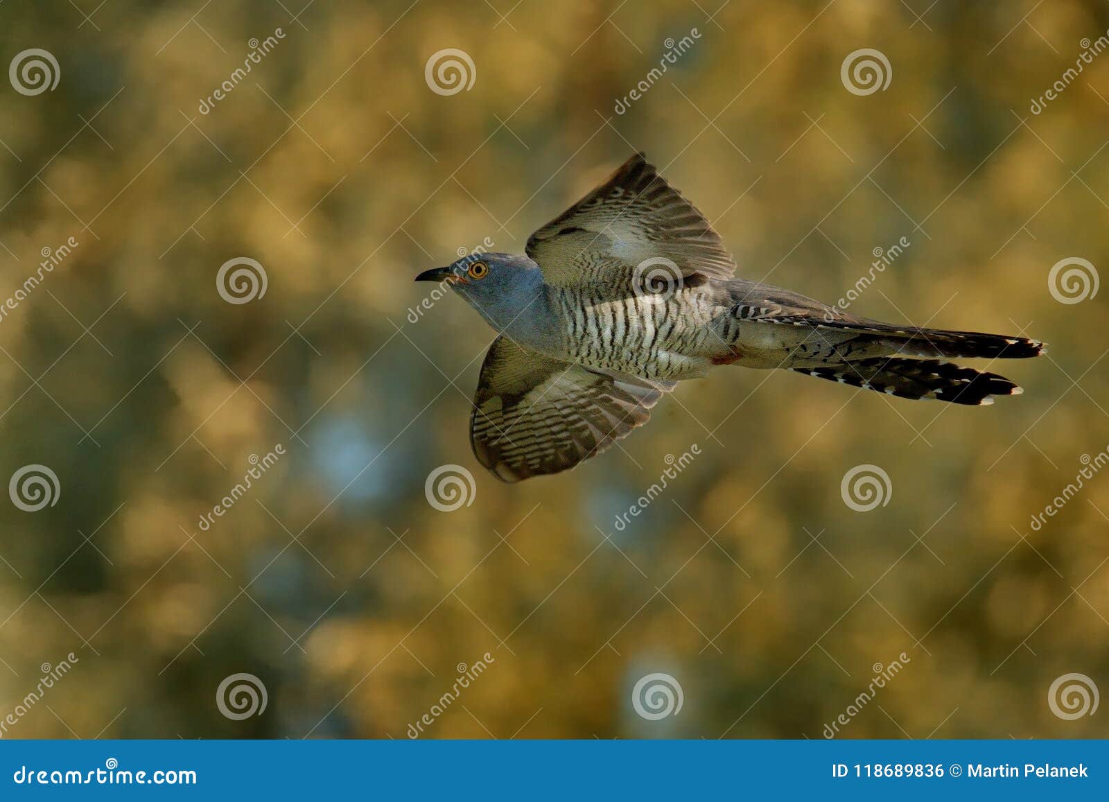 Cuculus Canorus - Common Cuckoo Flying Stock Photo - Image of branch ...