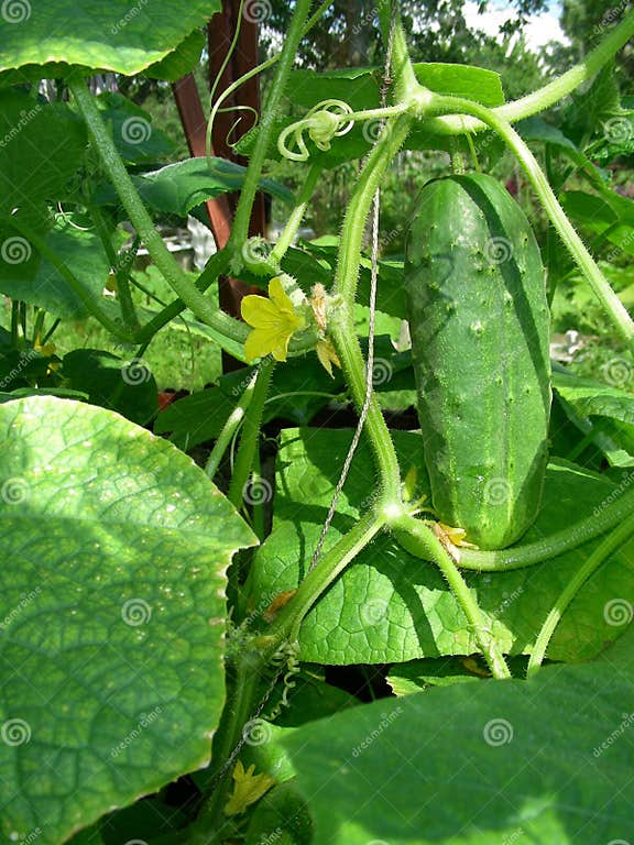 Cucumber stock image. Image of vine, plant, fresh, vegetable - 1064513