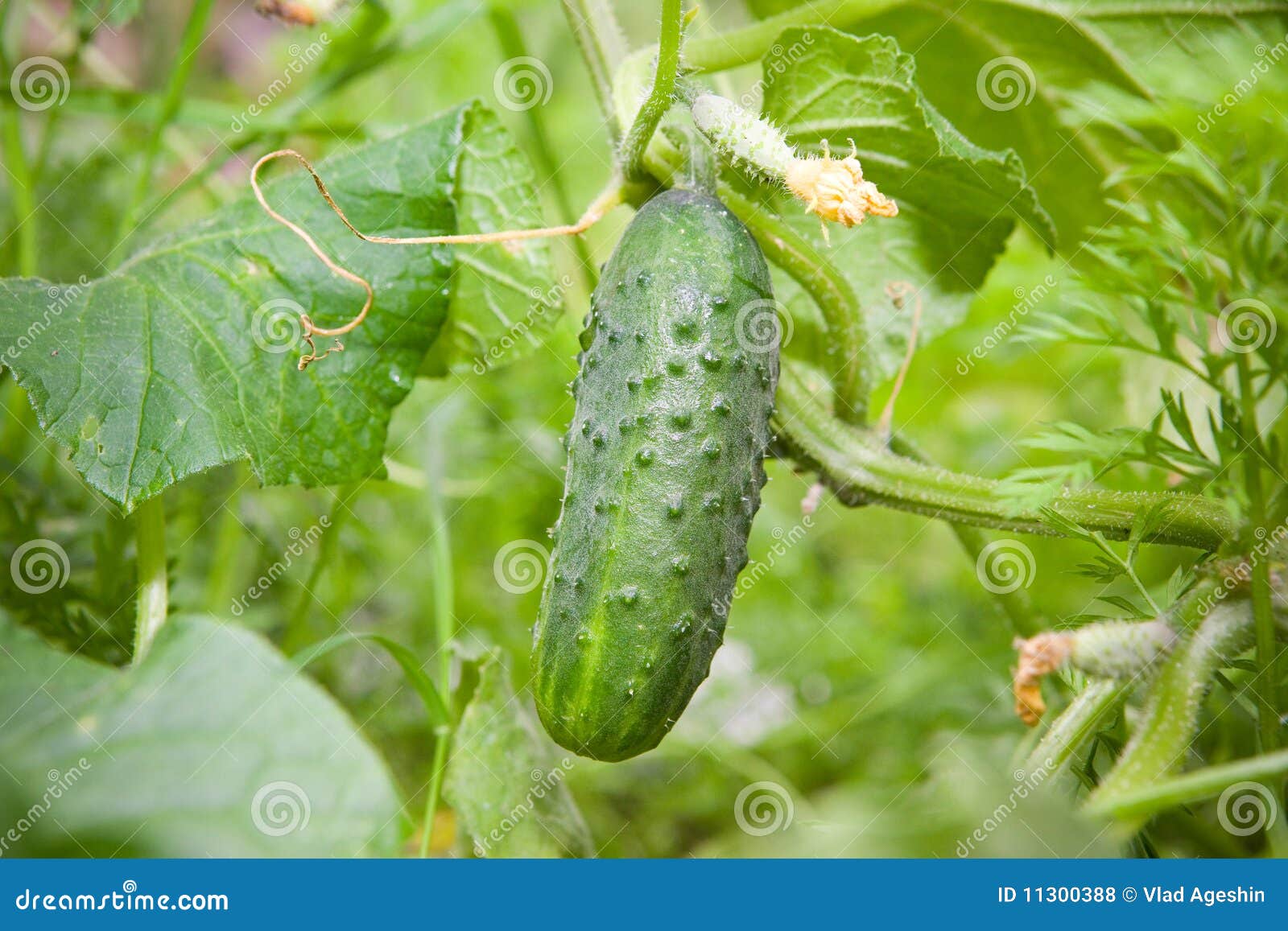 Cucumber stock photo. Image of agriculture, fruit, background - 11300388