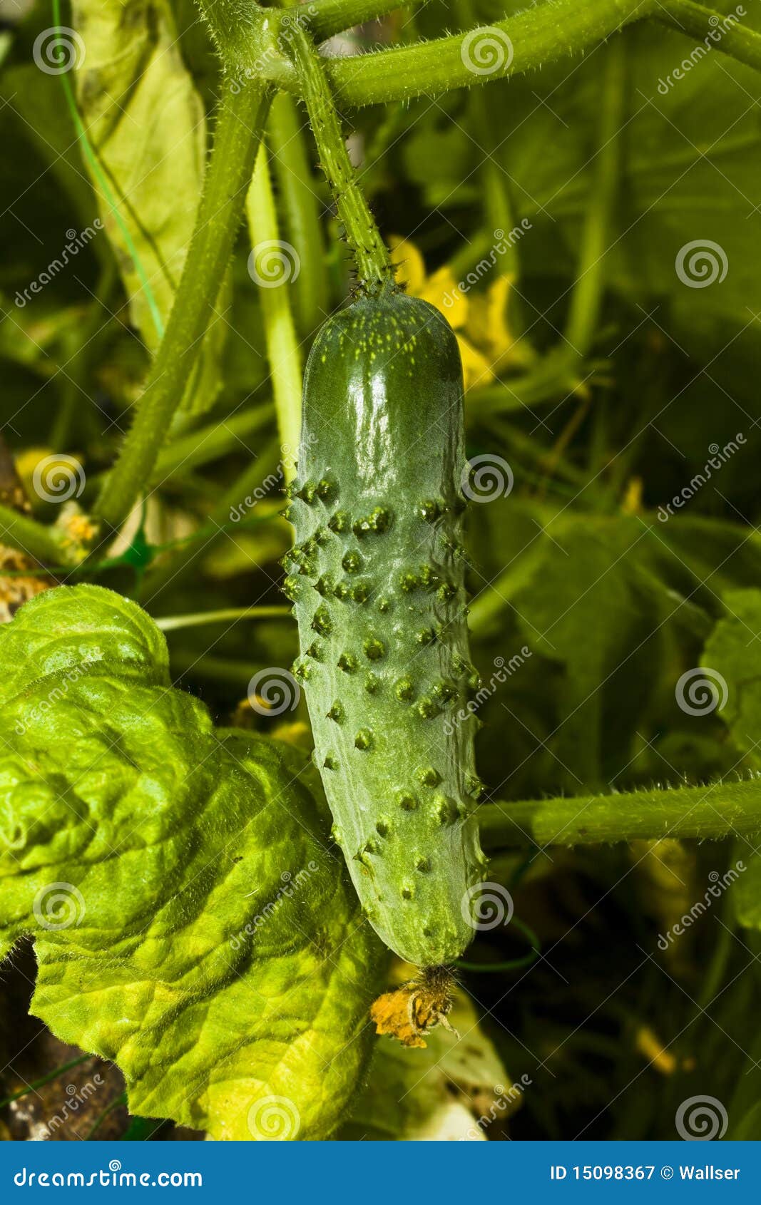 Cucumber stock image. Image of greens, summer, fruit - 15098367