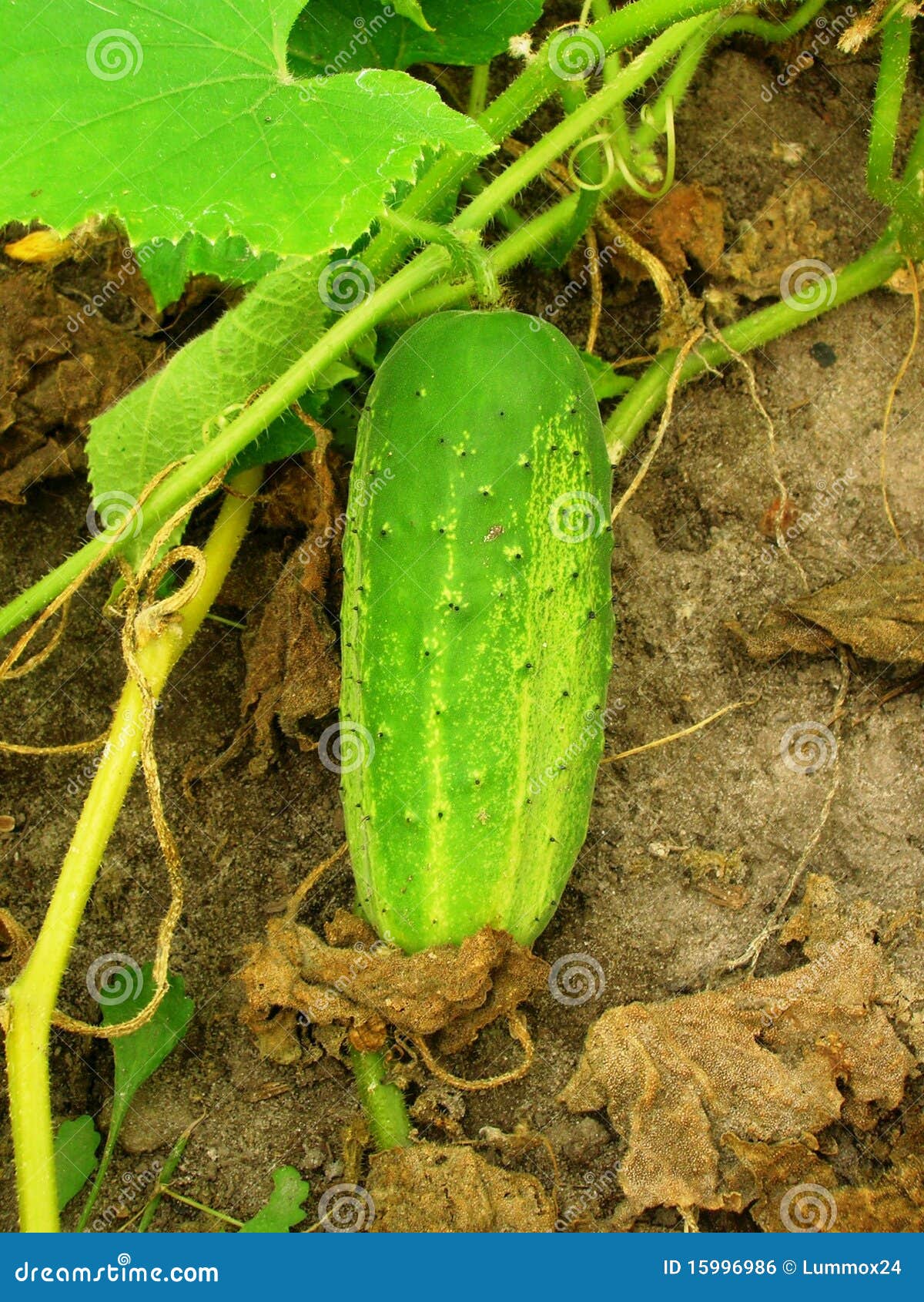 Cucumber stock photo. Image of plant, photograph, vegetable - 15996986