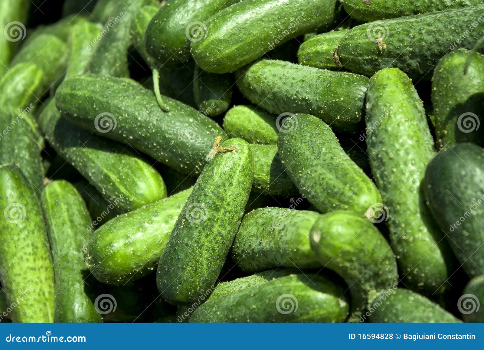 Cucumber stock photo. Image of group, healthy, horizontal - 16594828