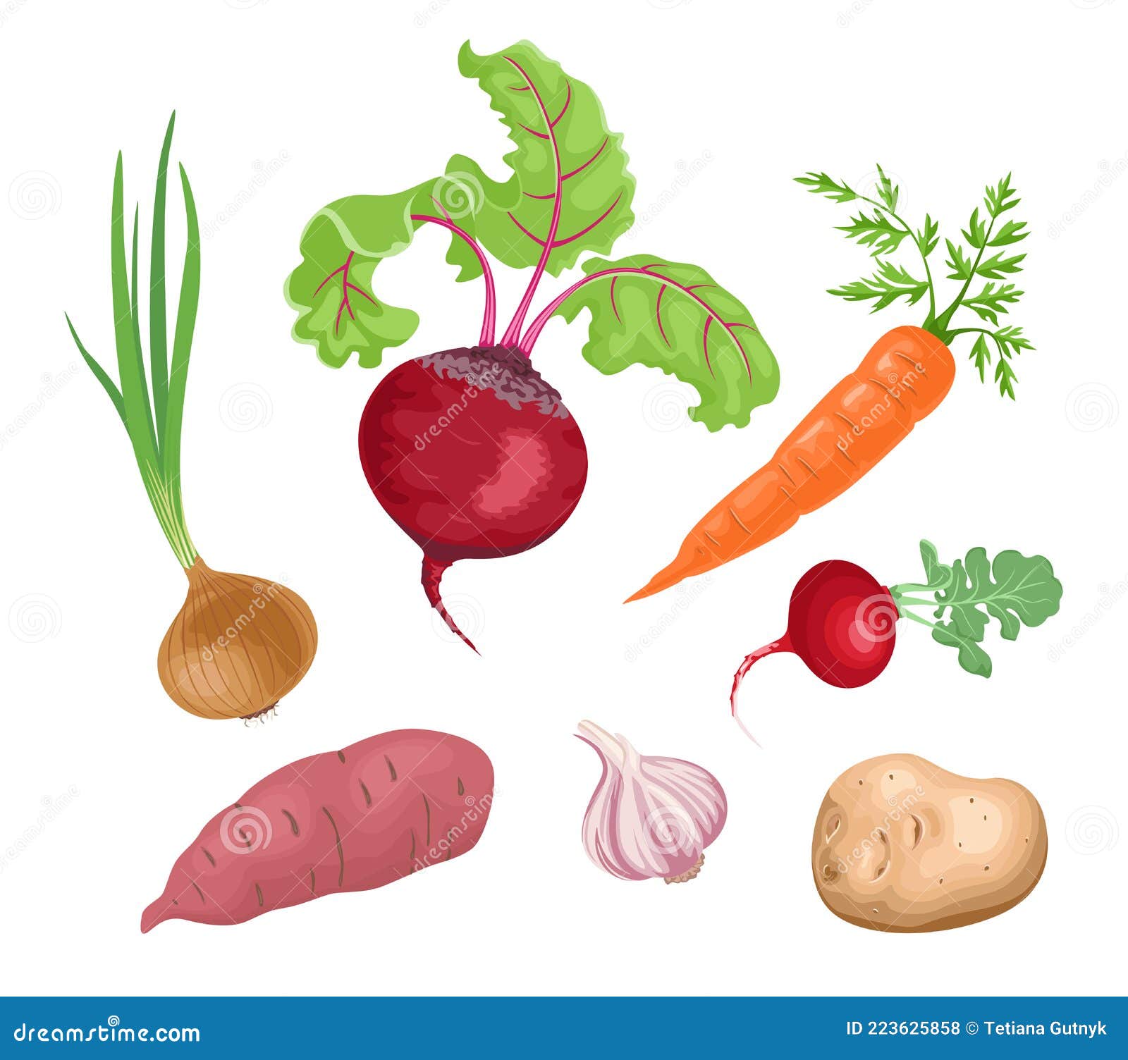 Root Vegetables Set. Vector Fresh Organic Food. Stock Vector ...