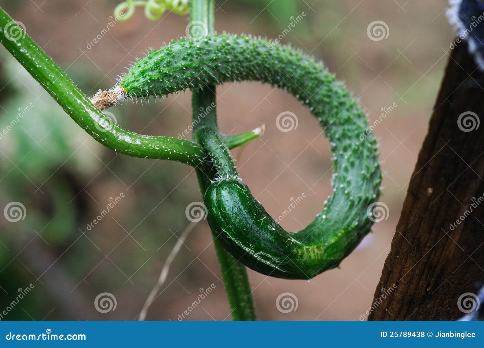 Cucumber stock photo. Image of vegetables, curved, stems - 25789438