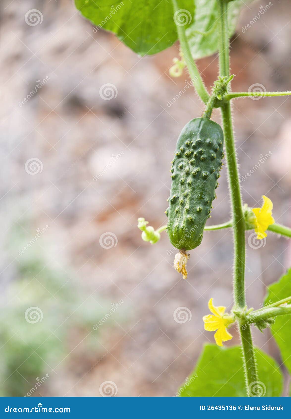 Cucumber stock photo. Image of healthy, growing, fresh - 26435136