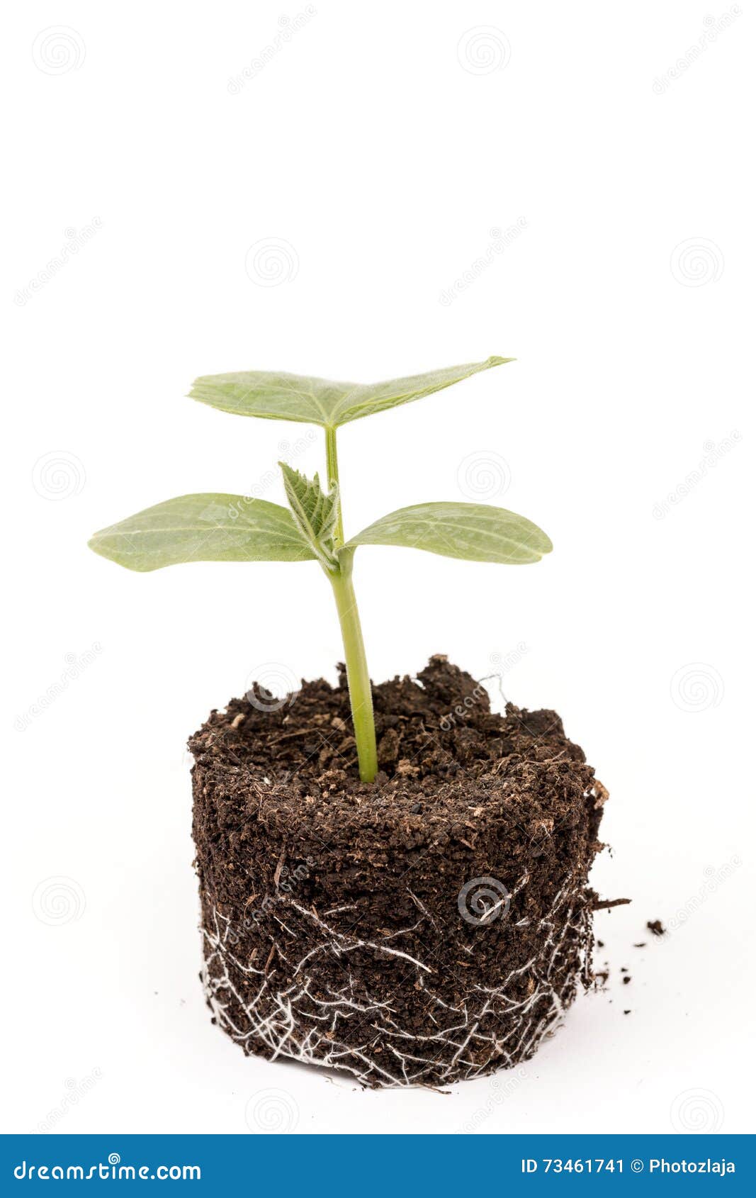 Cucumber Baby Plant in Soil with Roots Over White Stock Image - Image ...