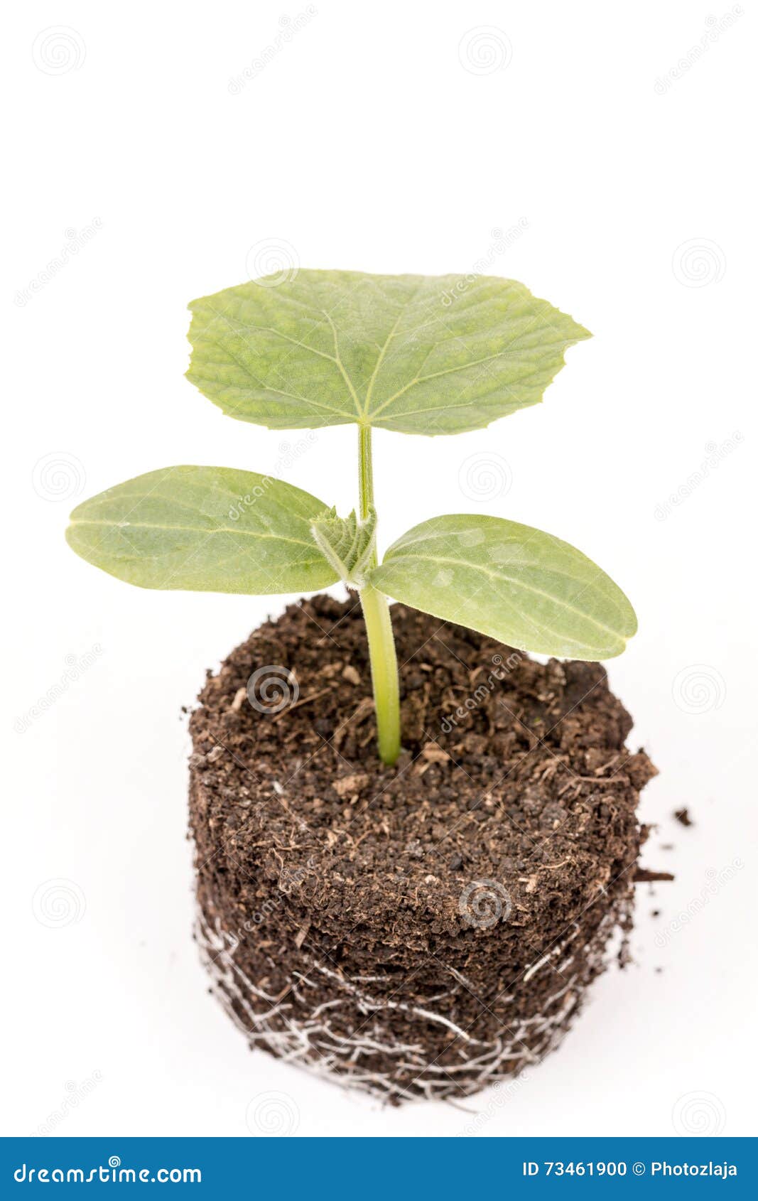 Cucumber Baby Plant in Soil with Roots Over White Stock Photo - Image ...