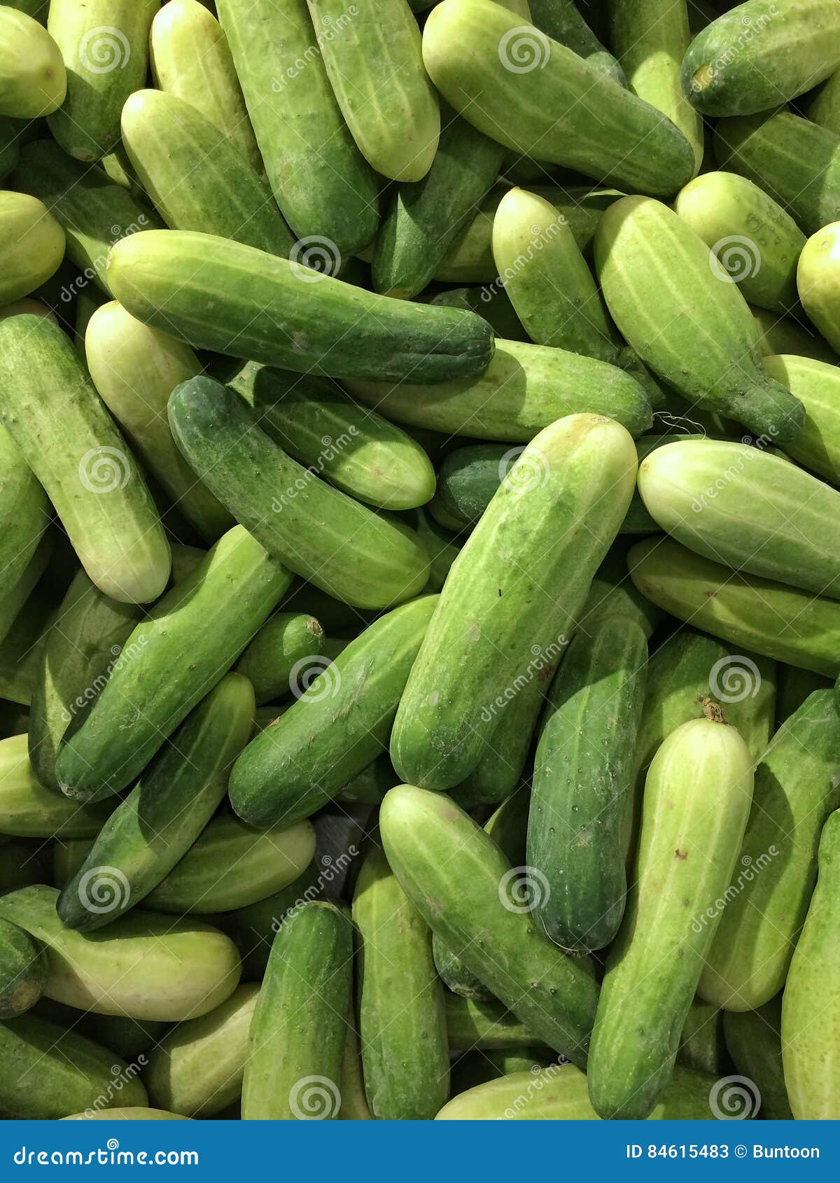 Cucumber background stock image. Image of organic, argiculture - 84615483