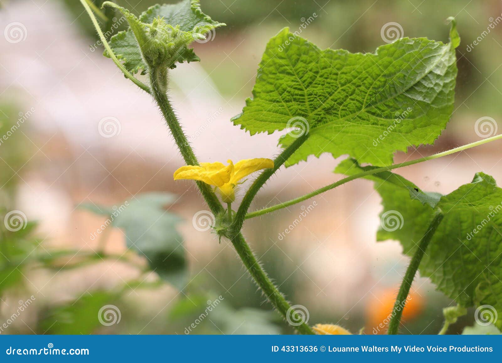CUCUMBER BLOOM stock photo. Image of cucumber, yellow - 43313636