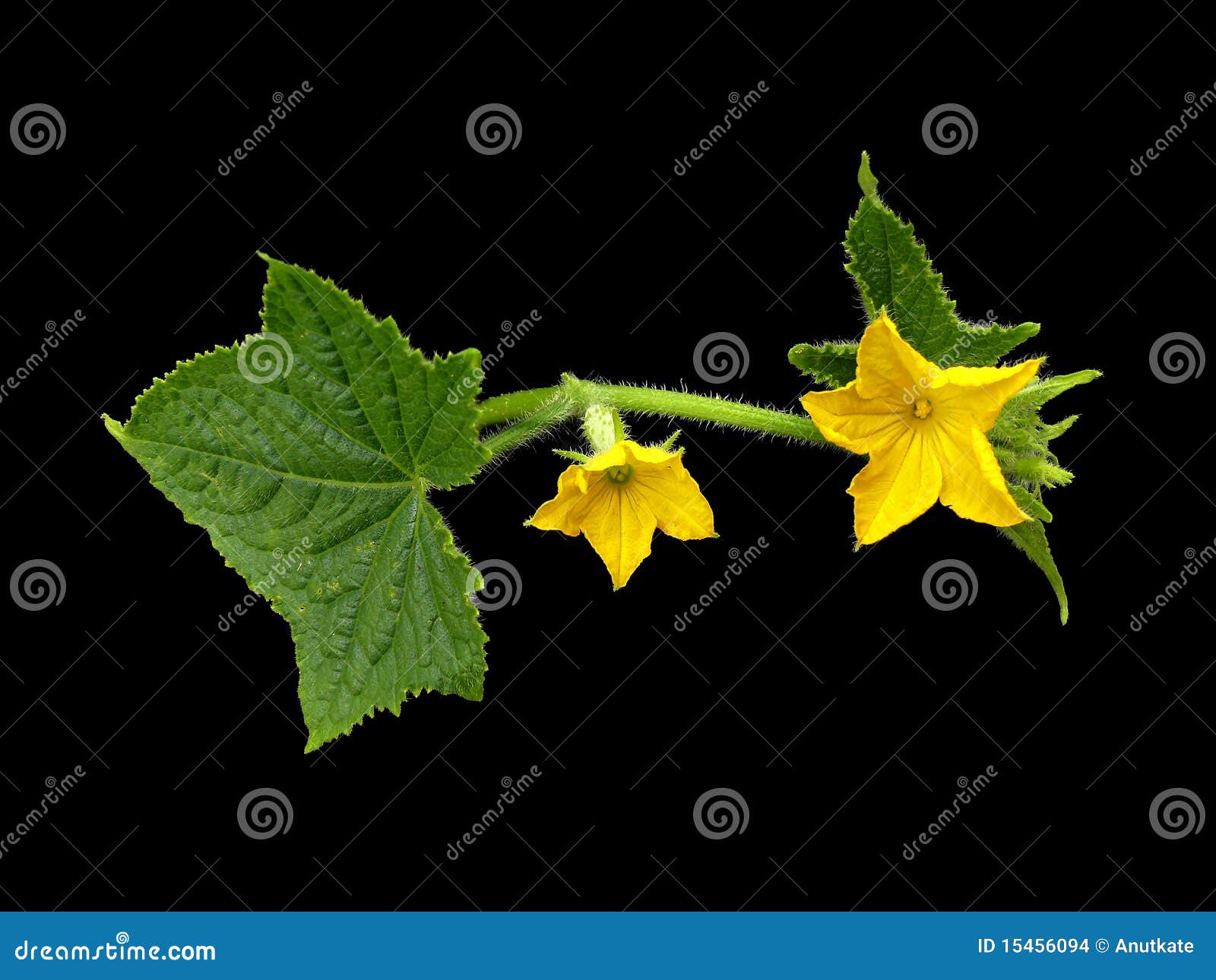 Cucumber blossom stock photo. Image of cucumber, little - 15456094