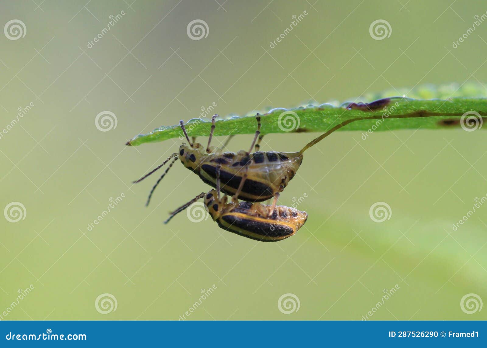Cucumber bugs mating stock photo. Image of closeup, beautiful - 287526290