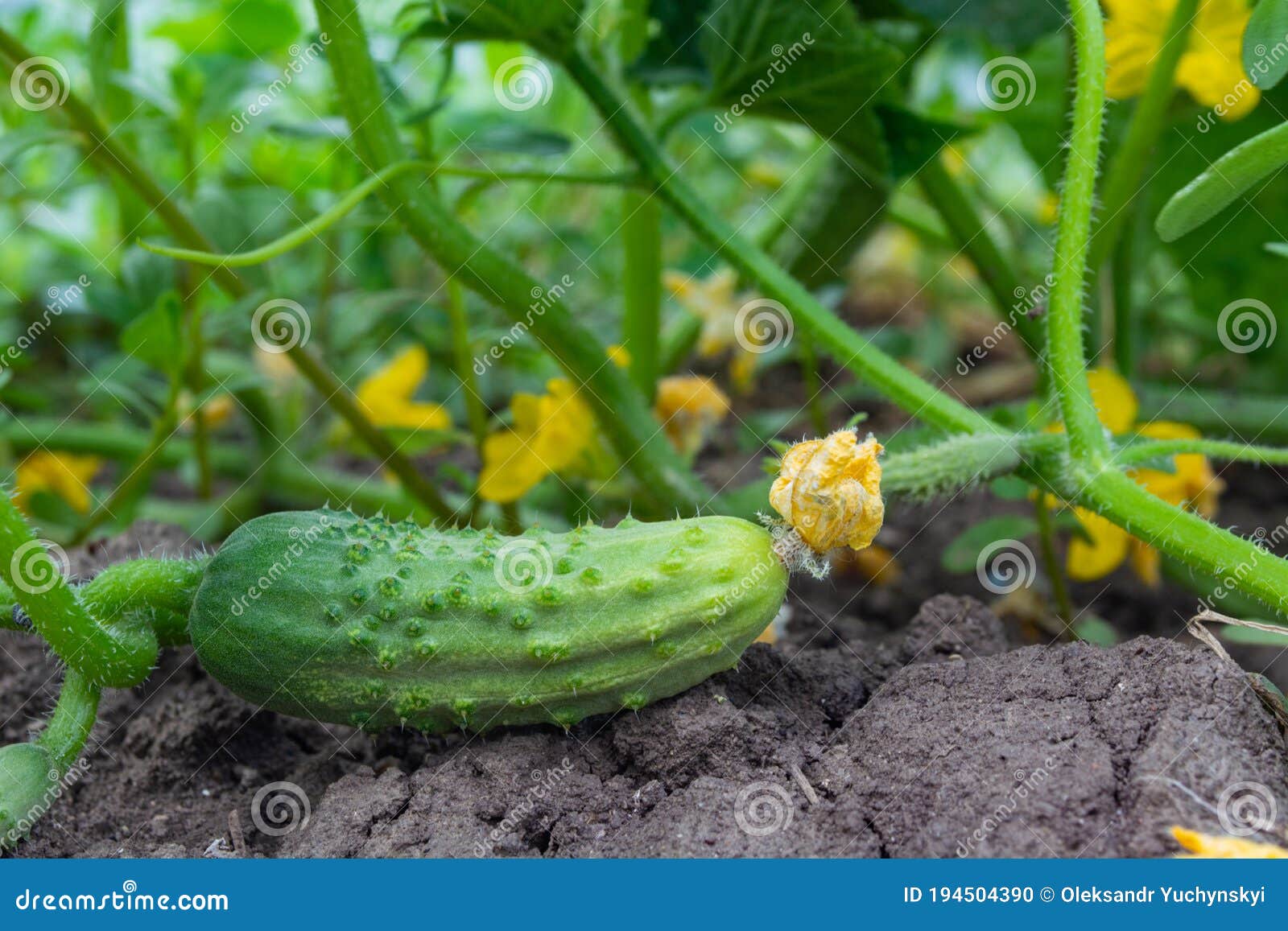 Cucumber on a Bush in a Field Against a Background of Leaves Stock ...