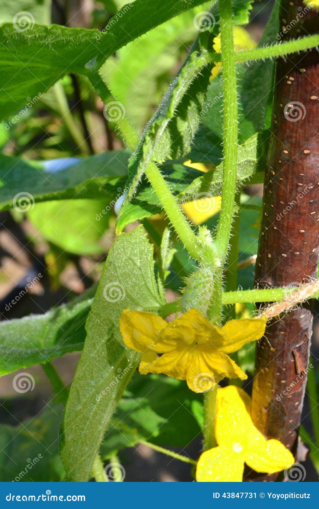 Cucumber crop stock image. Image of shadow, vegetable - 43847731