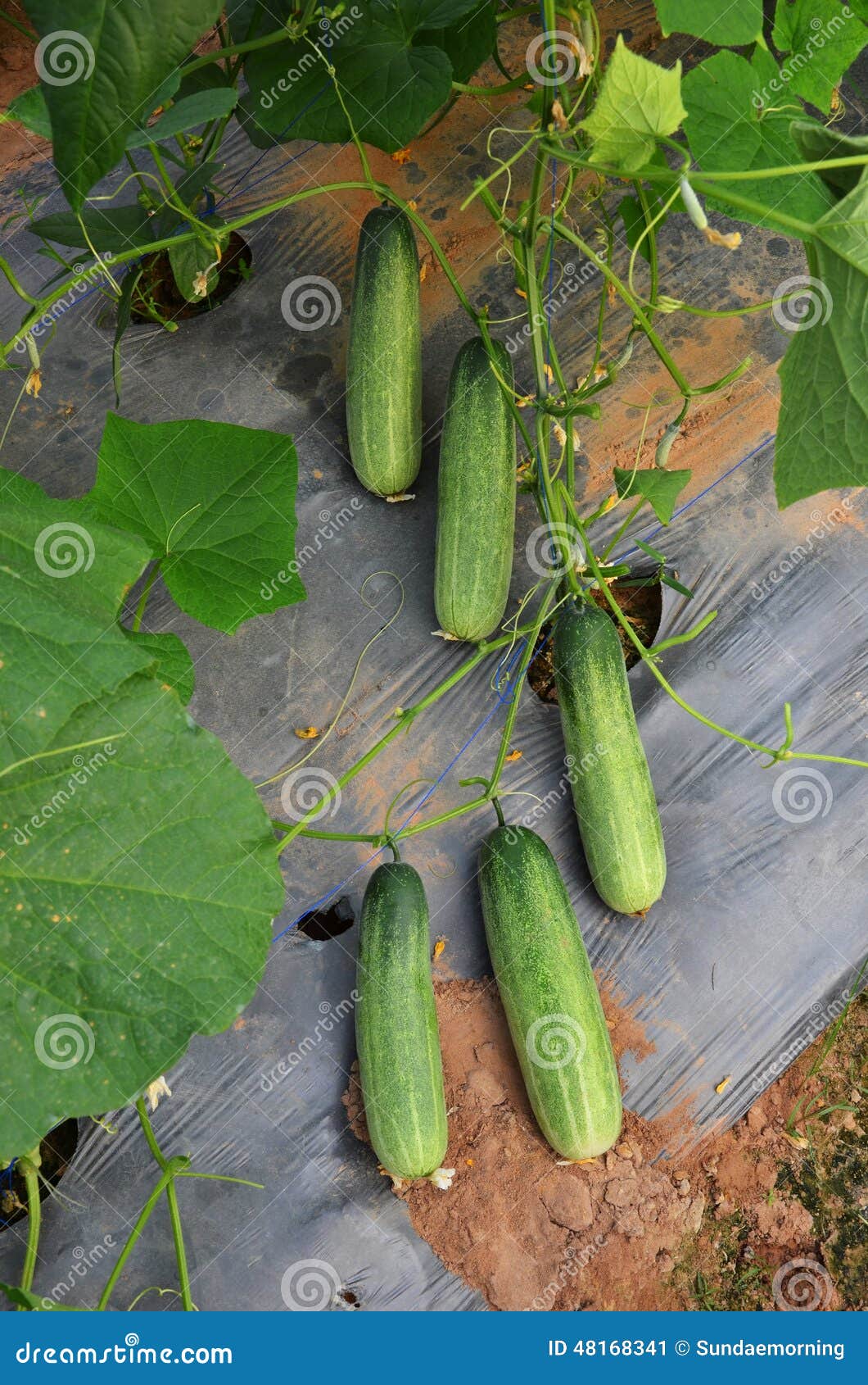 Cucumber crop stock image. Image of veggie, garden, cucumber - 48168341
