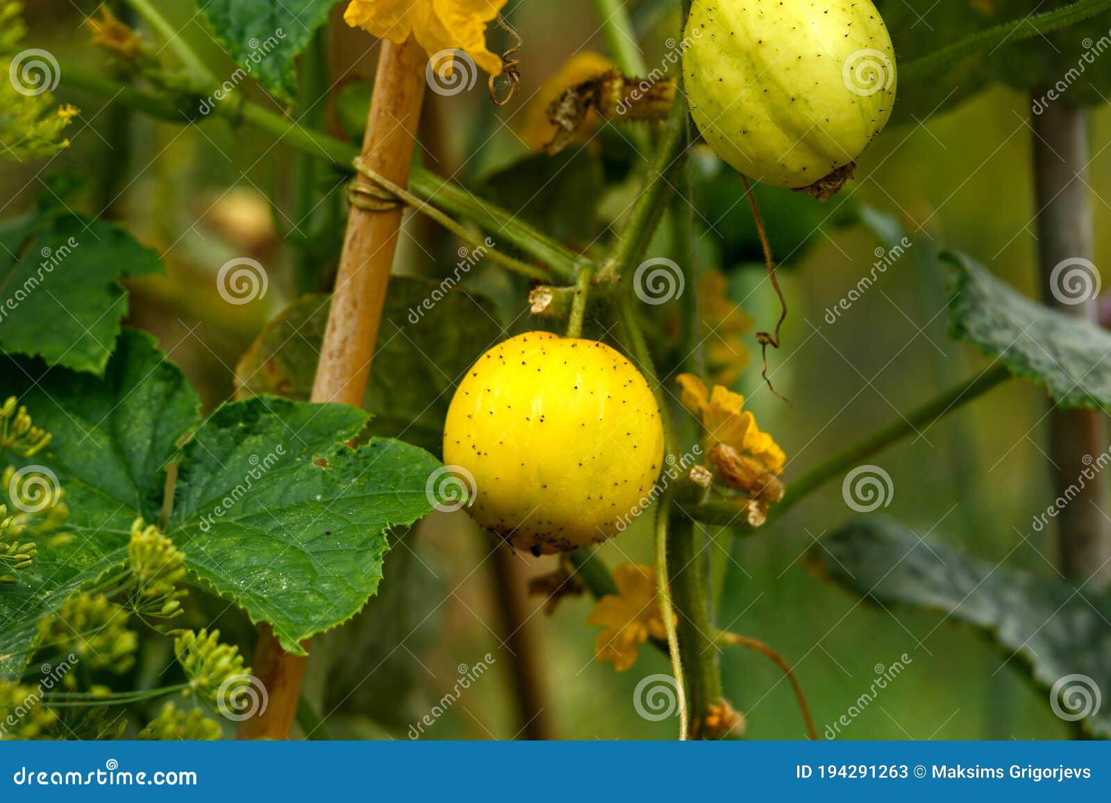 Cucumber Crystal Lemon Fruit Growing in Summer Kitchen Garden Stock ...