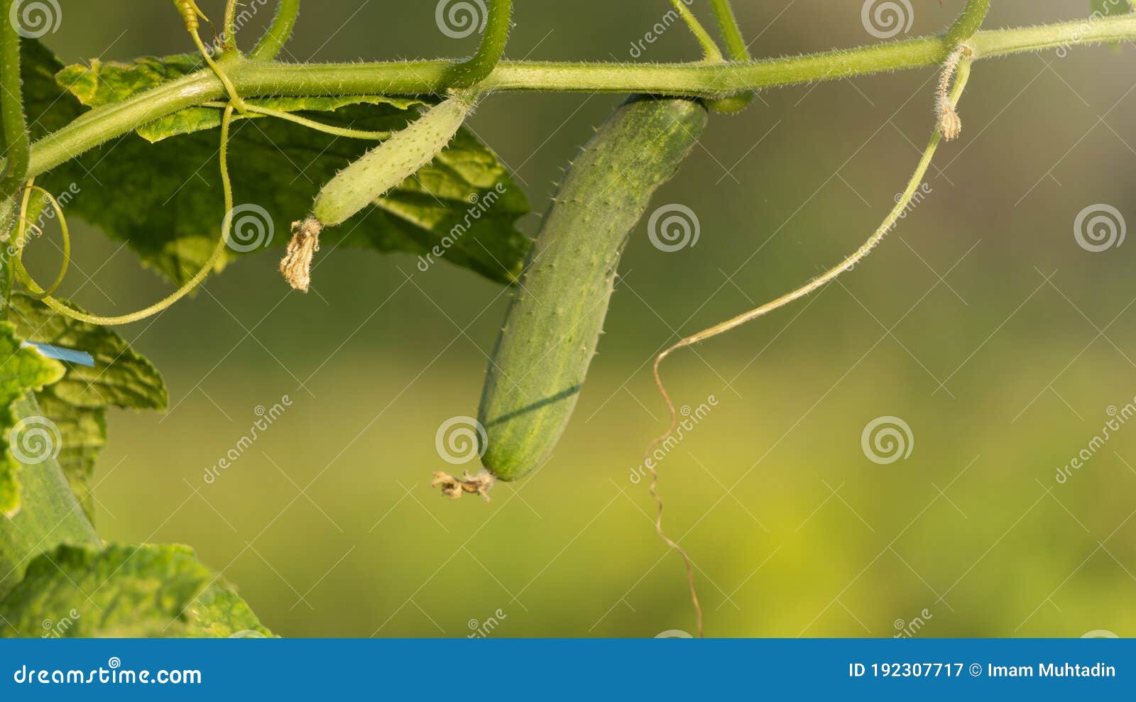 Cucumber Cultivation, A Fruit That Is Also Included In The Vegetable ...