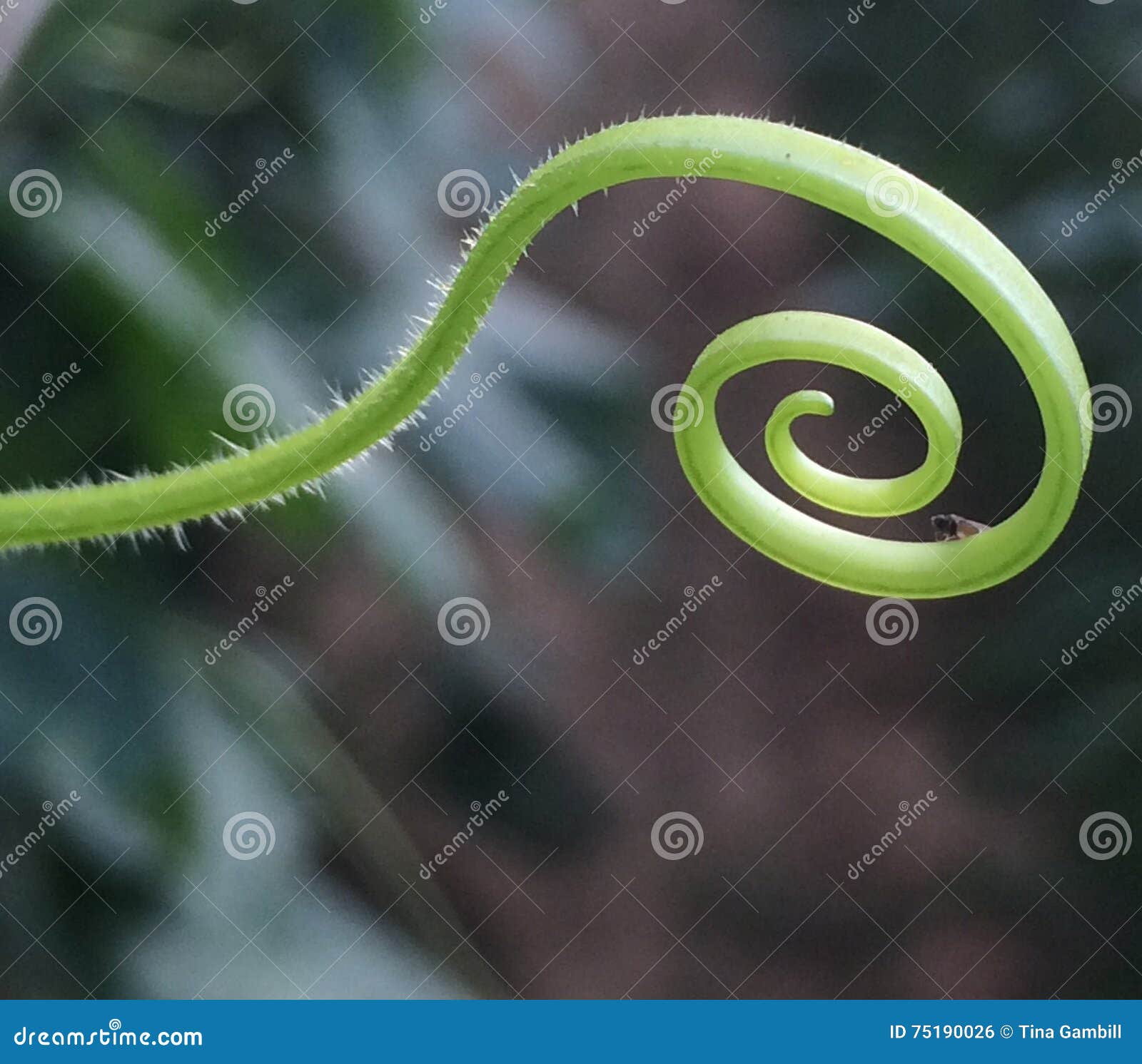 Cucumber Curl stock photo. Image of curl, green, summer - 75190026