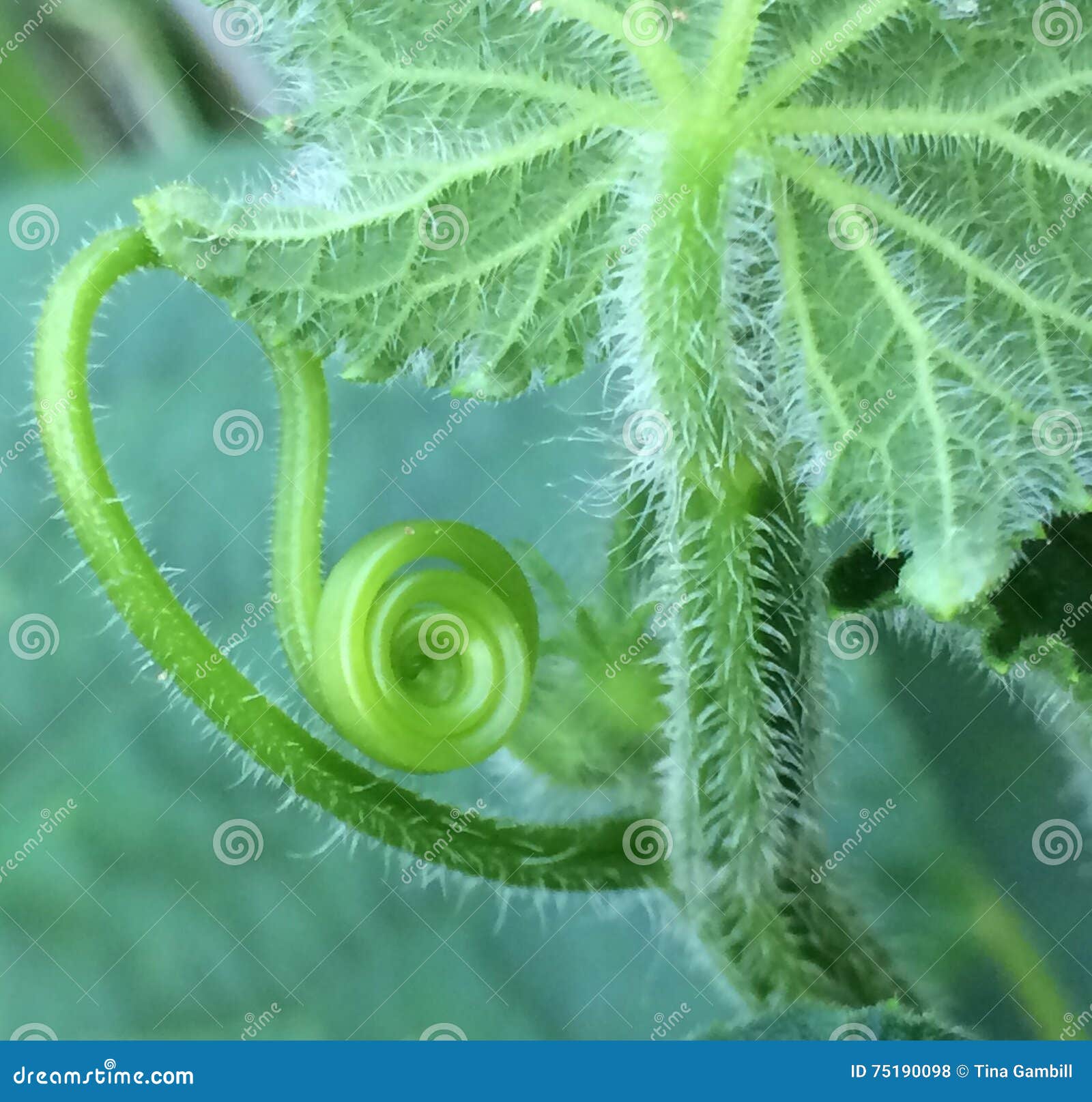 Cucumber Curl stock photo. Image of green, summer, spring - 75190098