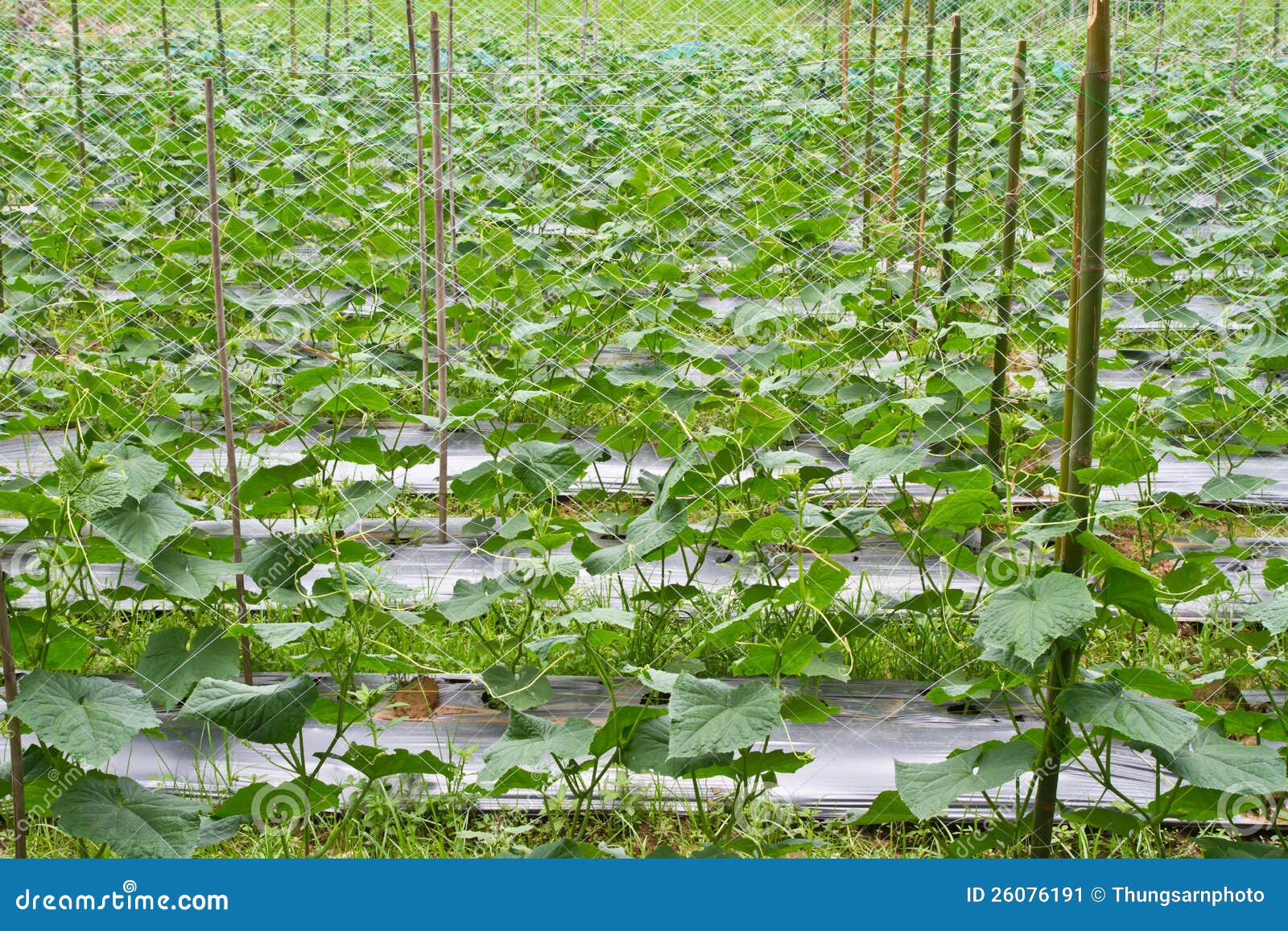 Cucumber farm stock image. Image of fresh, food, transparent - 26076191