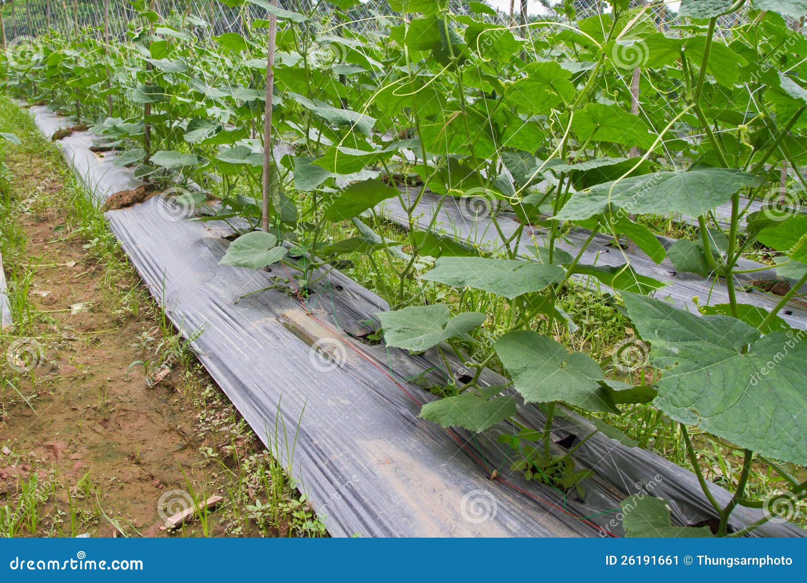 Cucumber farm stock image. Image of growth, growing, thai - 26191661