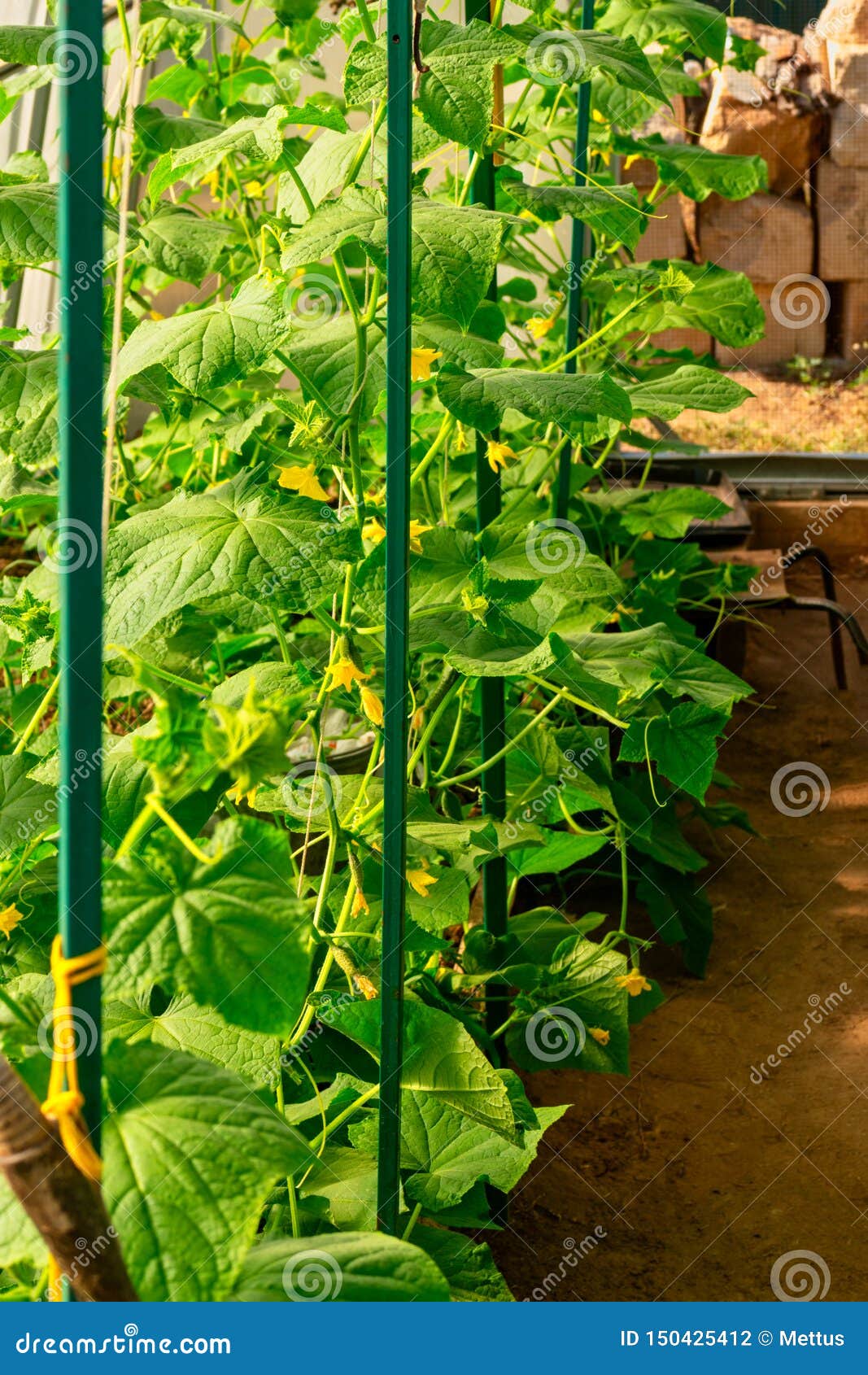 Cucumber Farm Inside DIY Greenhouse Stock Photo - Image of horticulture ...