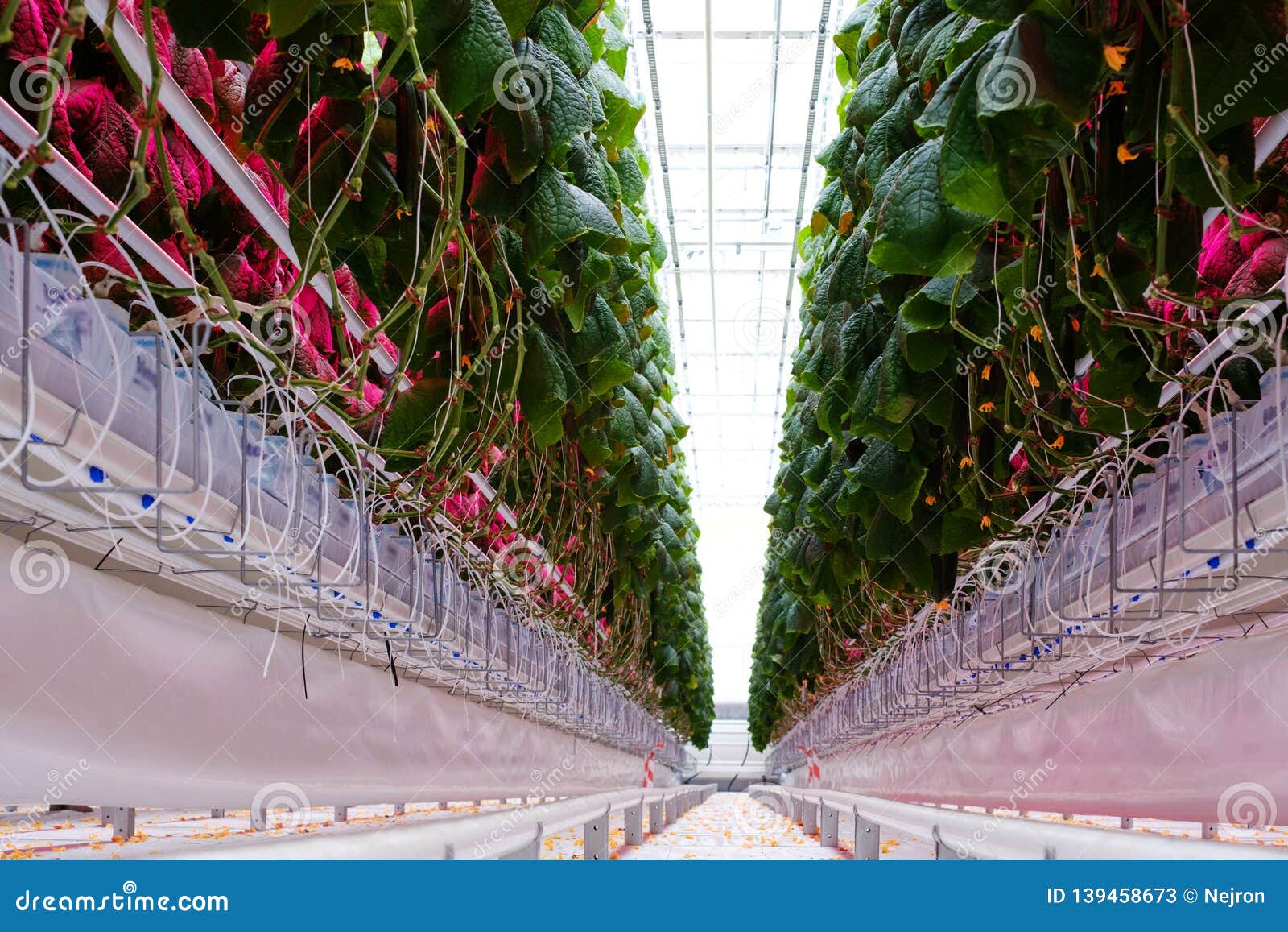Cucumber Farm Inside Modern Greenhouse Stock Photography ...