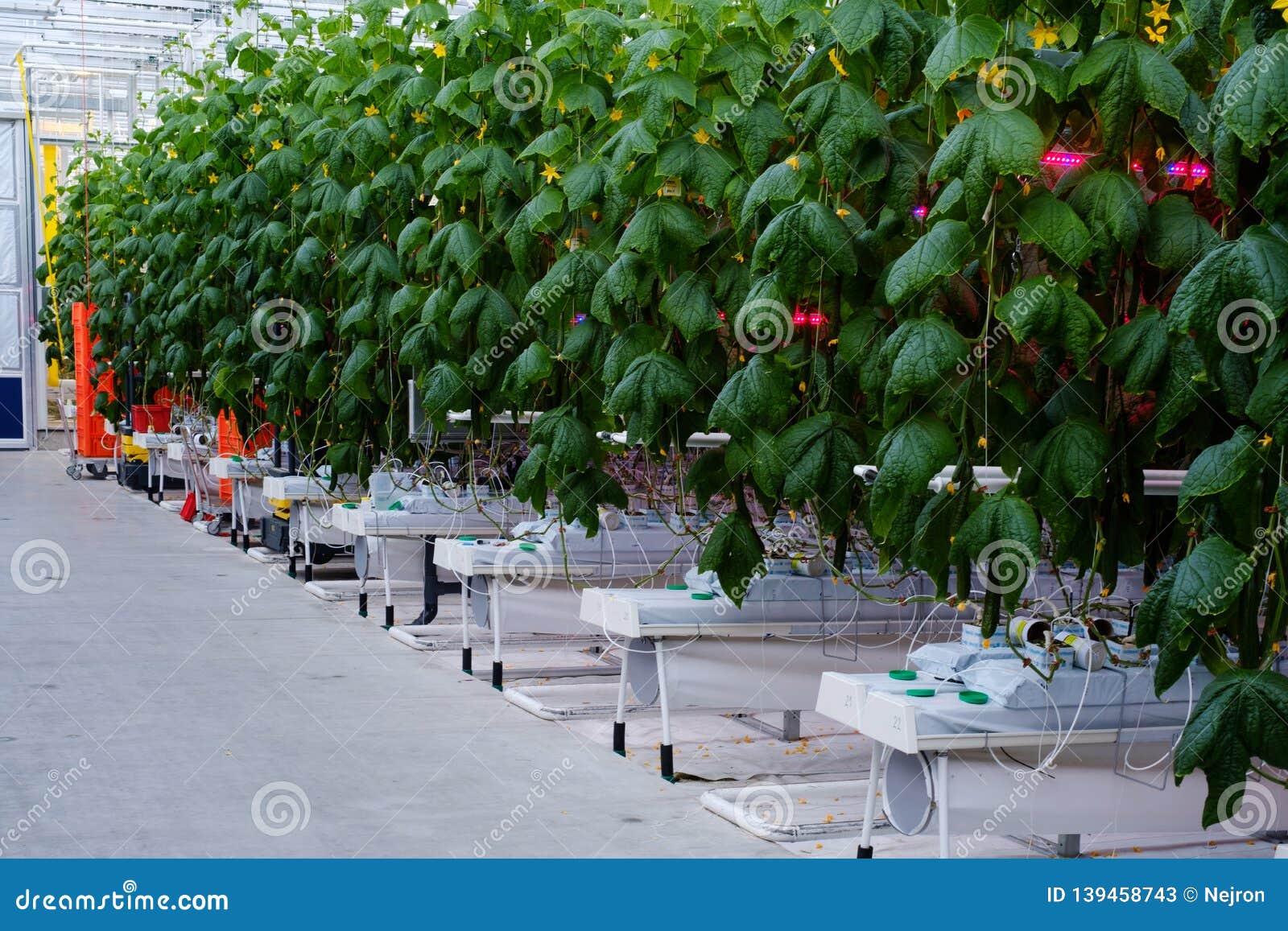 Cucumber Farm Inside Modern Greenhouse Stock Image - Image of cucumber ...