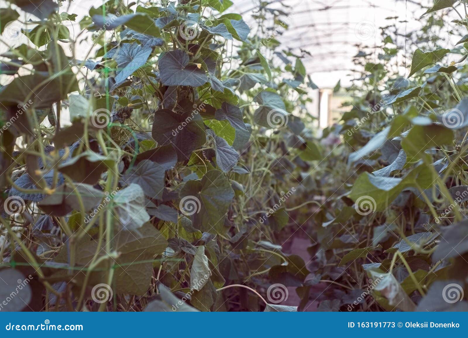 Cucumber Farm Inside Modern Greenhouse Stock Image - Image of ...